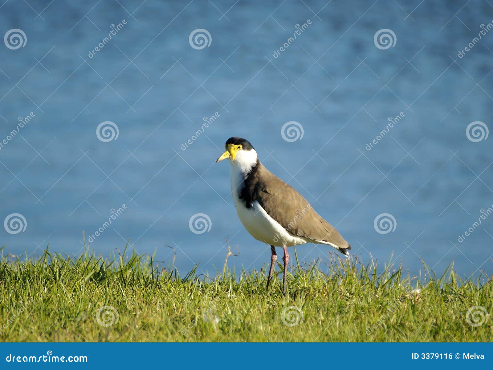 Plover stock photo. Image of plover, wild, grass, water - 3379116