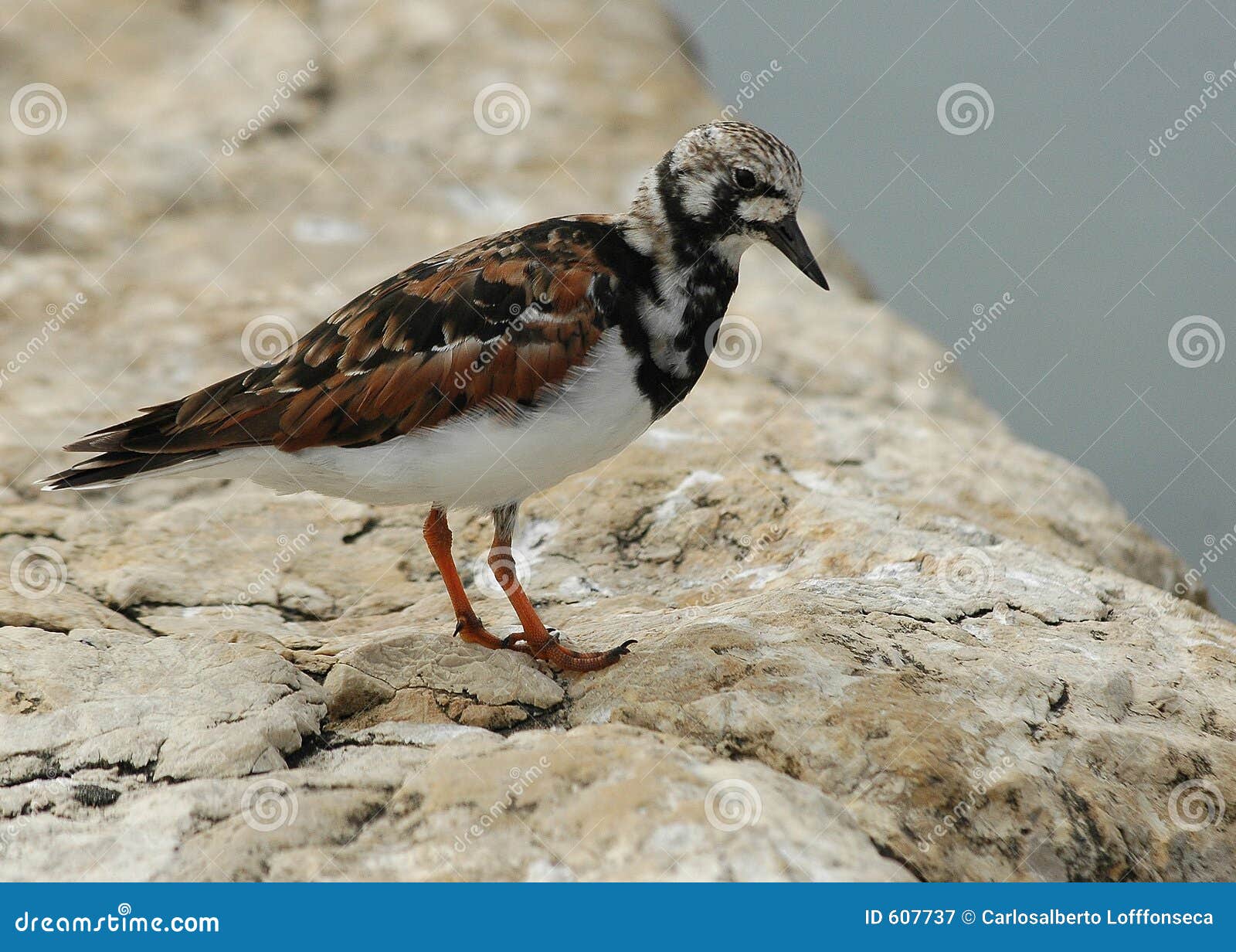 Plover stock image. Image of rocks, coastline, seafood - 607737