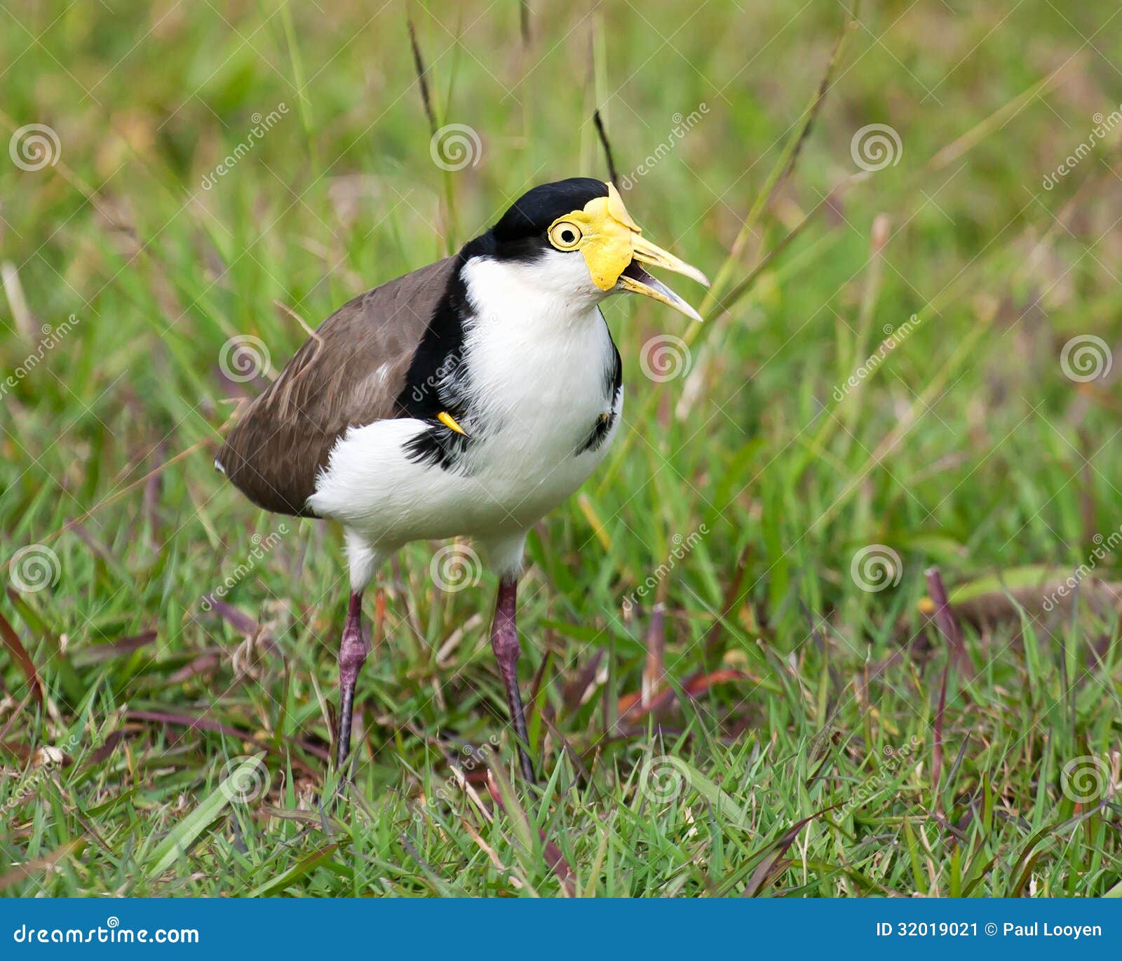 Plover stock image. Image of wildlife, grass, white, yellow - 32019021