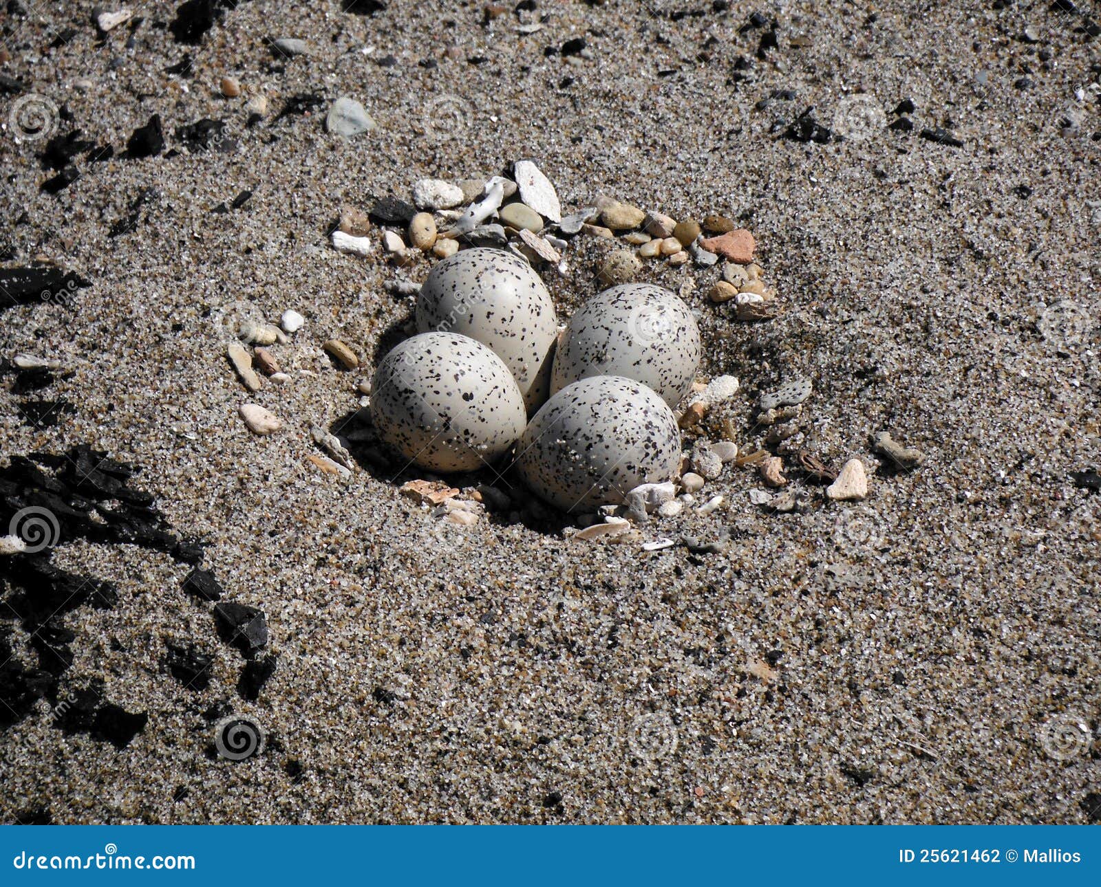 Piping Plover nest stock photo. Image of speckled, sand - 25621462