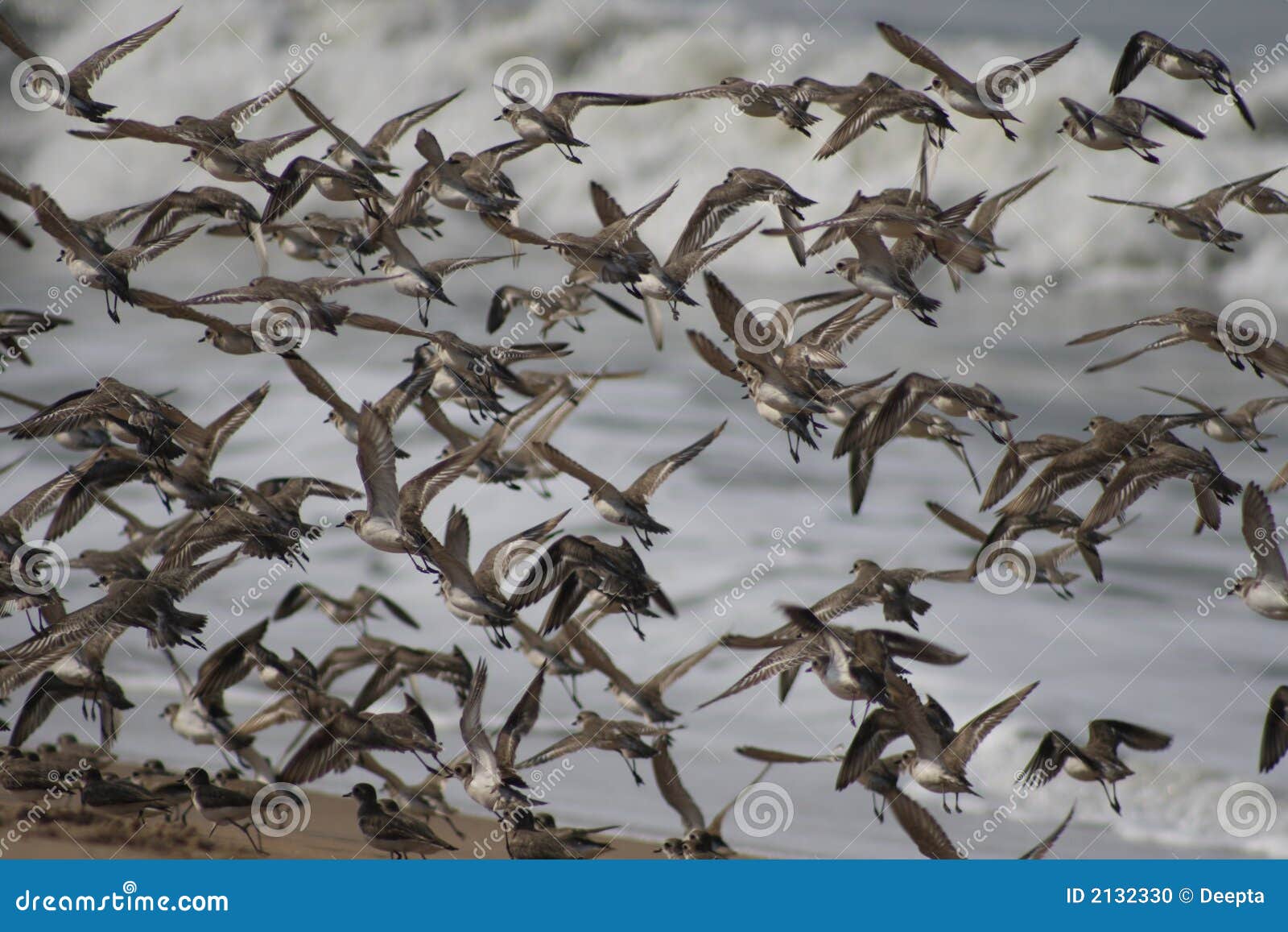 Plovers in flight 1 stock photo. Image of estuarine, migratory - 2132330
