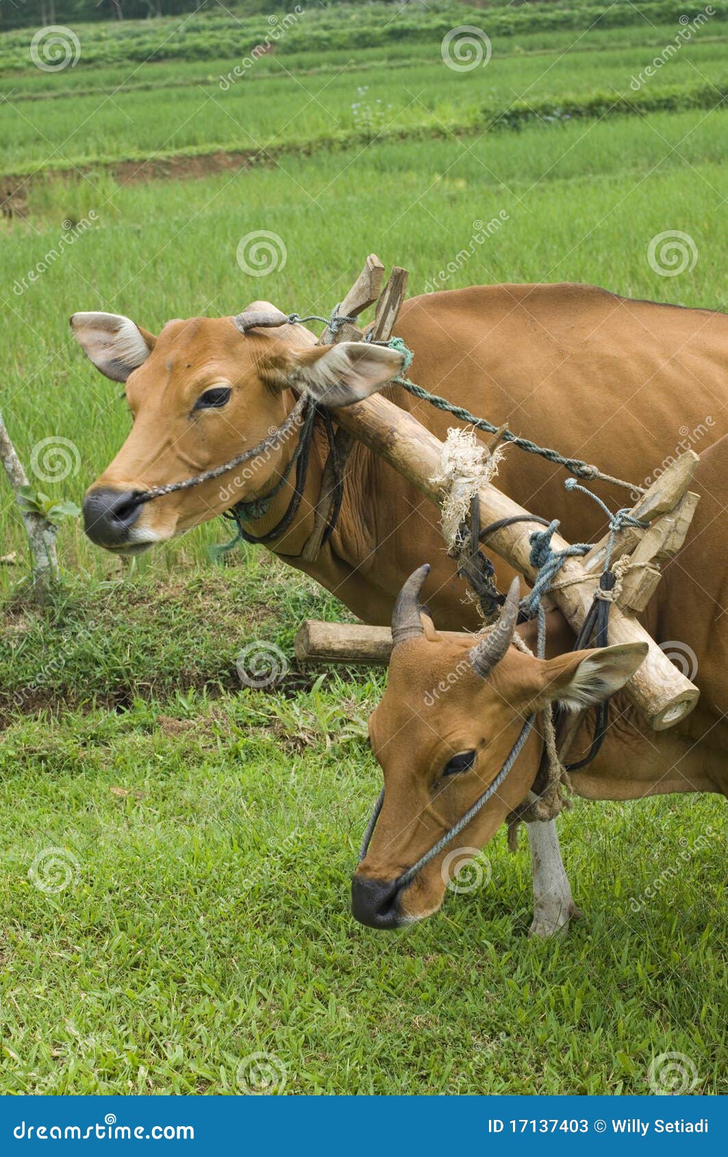 Plow Cows stock image. Image of occupation, bush, motion - 17137403