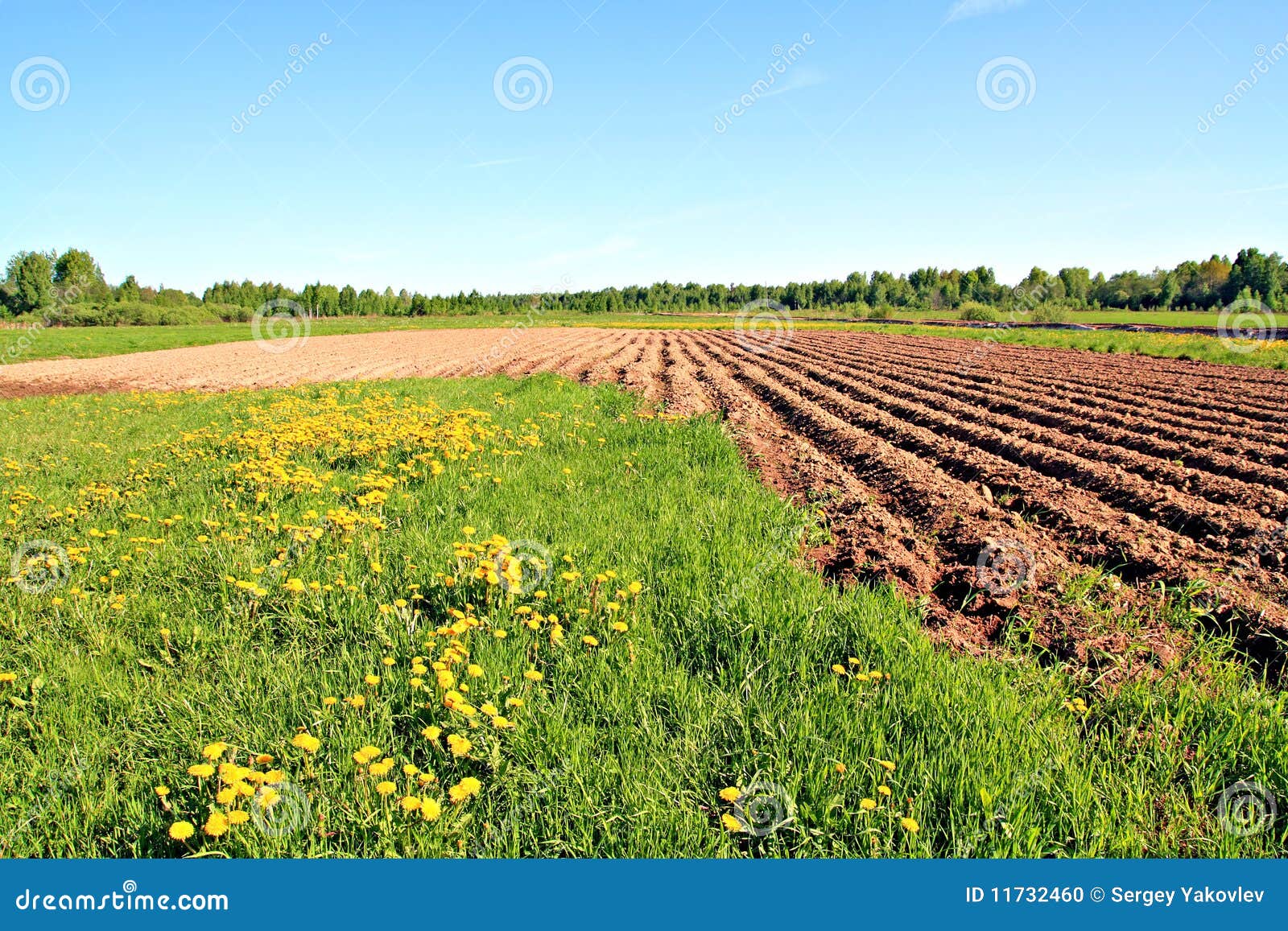 Plow field stock photo. Image of blue, cultivated, garden - 11732460