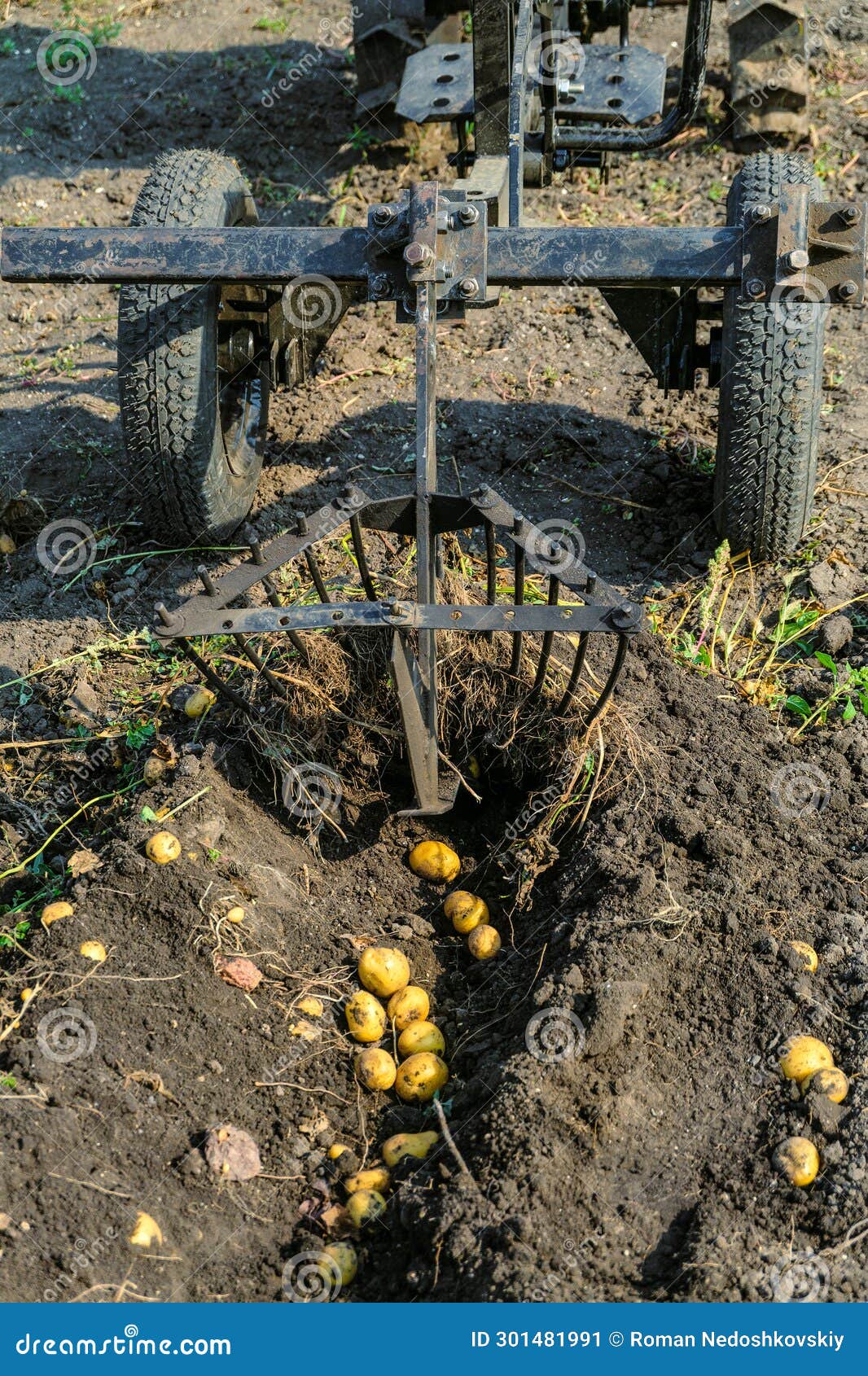 Plow Potato Digger Makes Furrow in Soil of Potato Plantation Stock ...