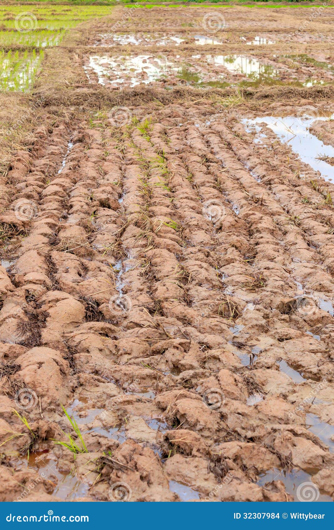 Plow Prepare for Rice Plant Stock Photo - Image of plowing, harvesting ...