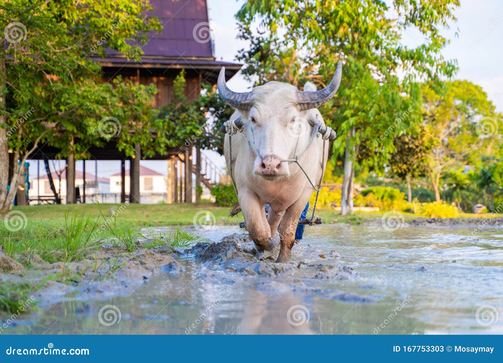 Rice Field Buffalo Stock Photos - Download 4,511 Royalty Free Photos