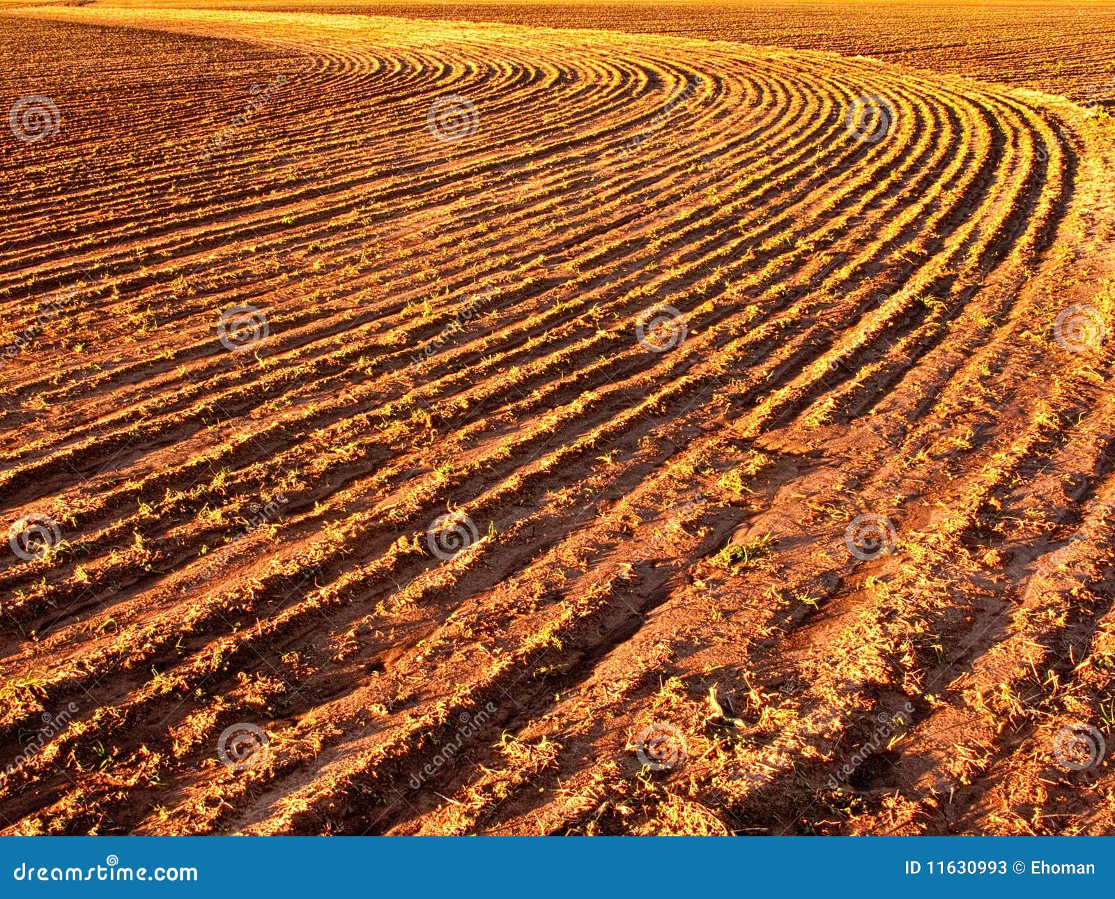 Plowed Field With Rows Of New Wheat Shoots. Background And Texture ...