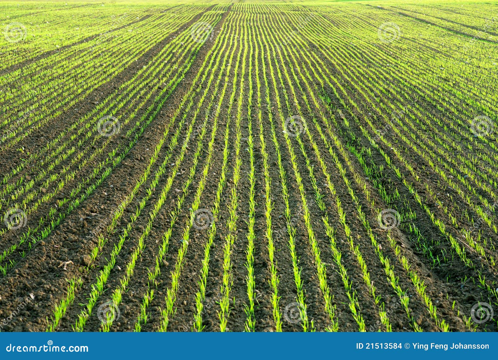 Plowed field stock photo. Image of rural, dirt, land - 21513584