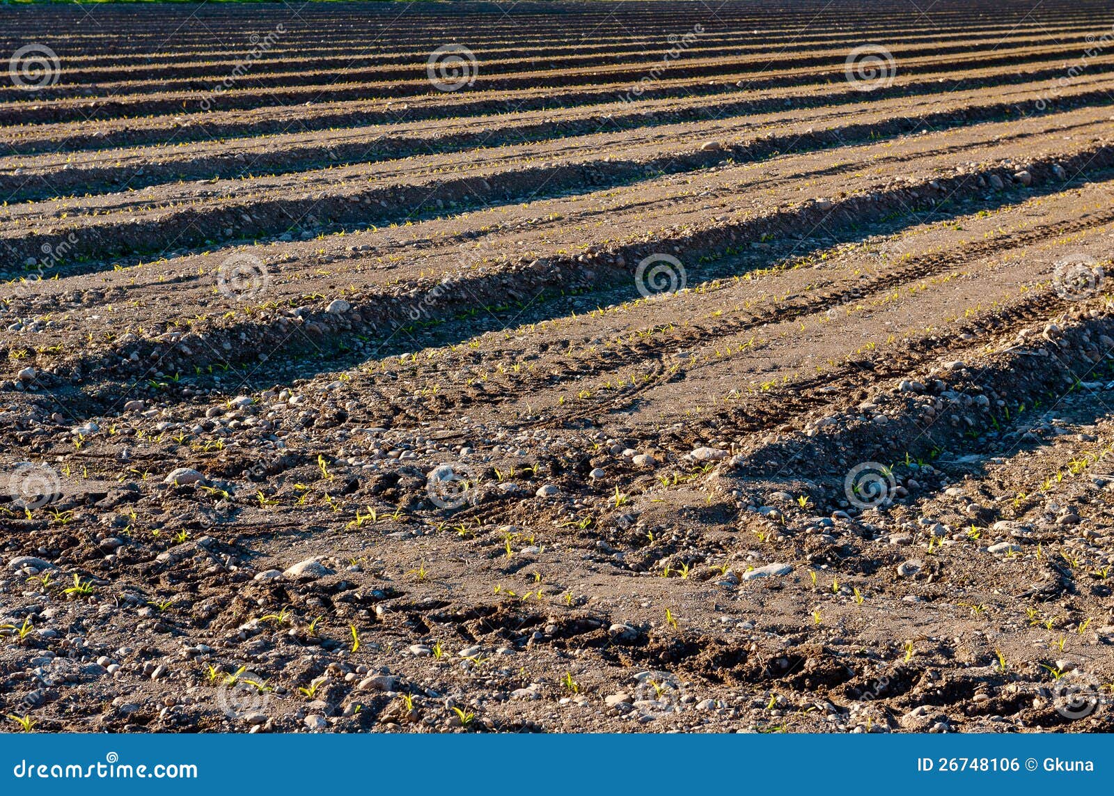 Plowed Field stock photo. Image of furrow, field, farm - 26748106