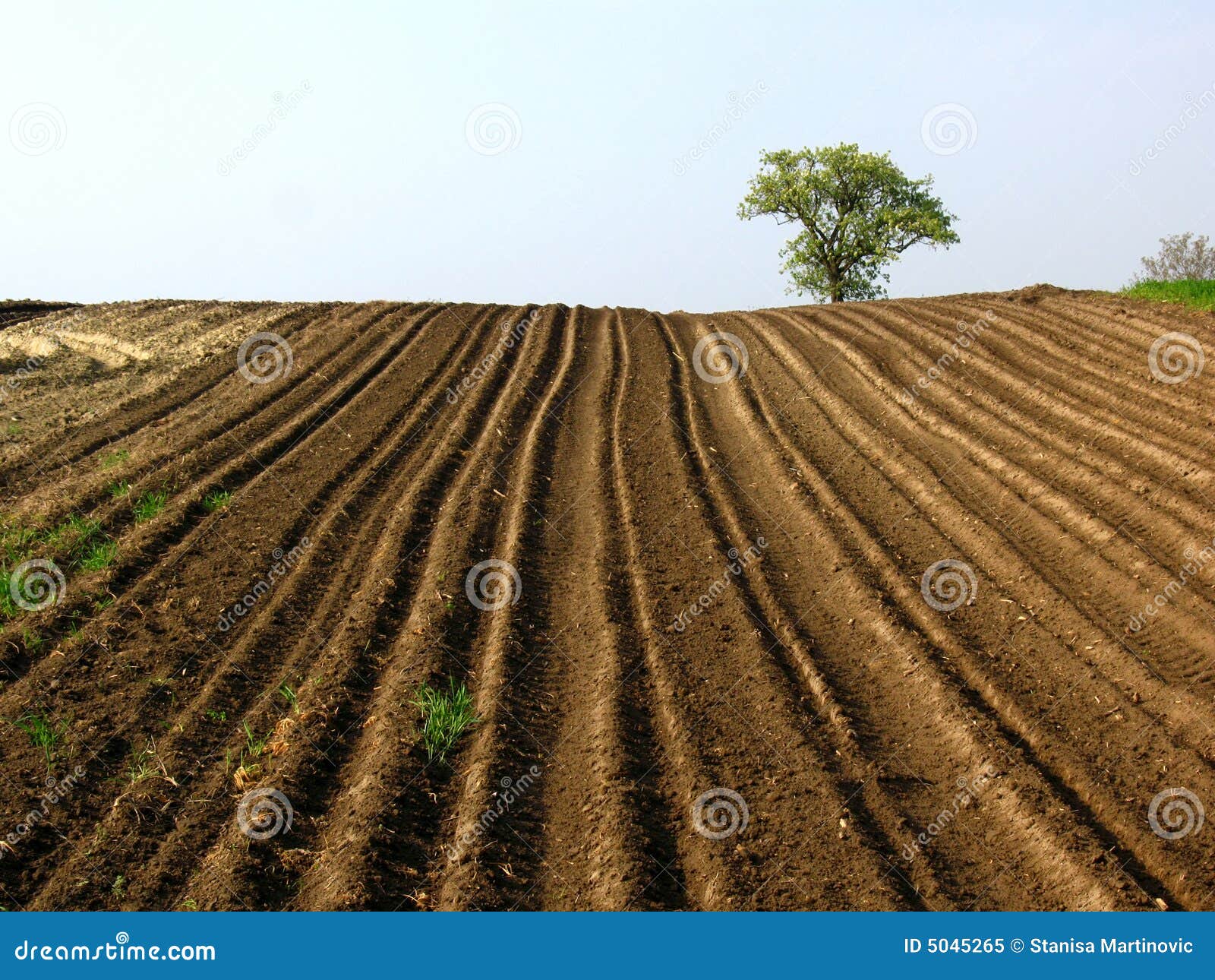 Plowed Field With Rows Of New Wheat Shoots. Background And Texture ...