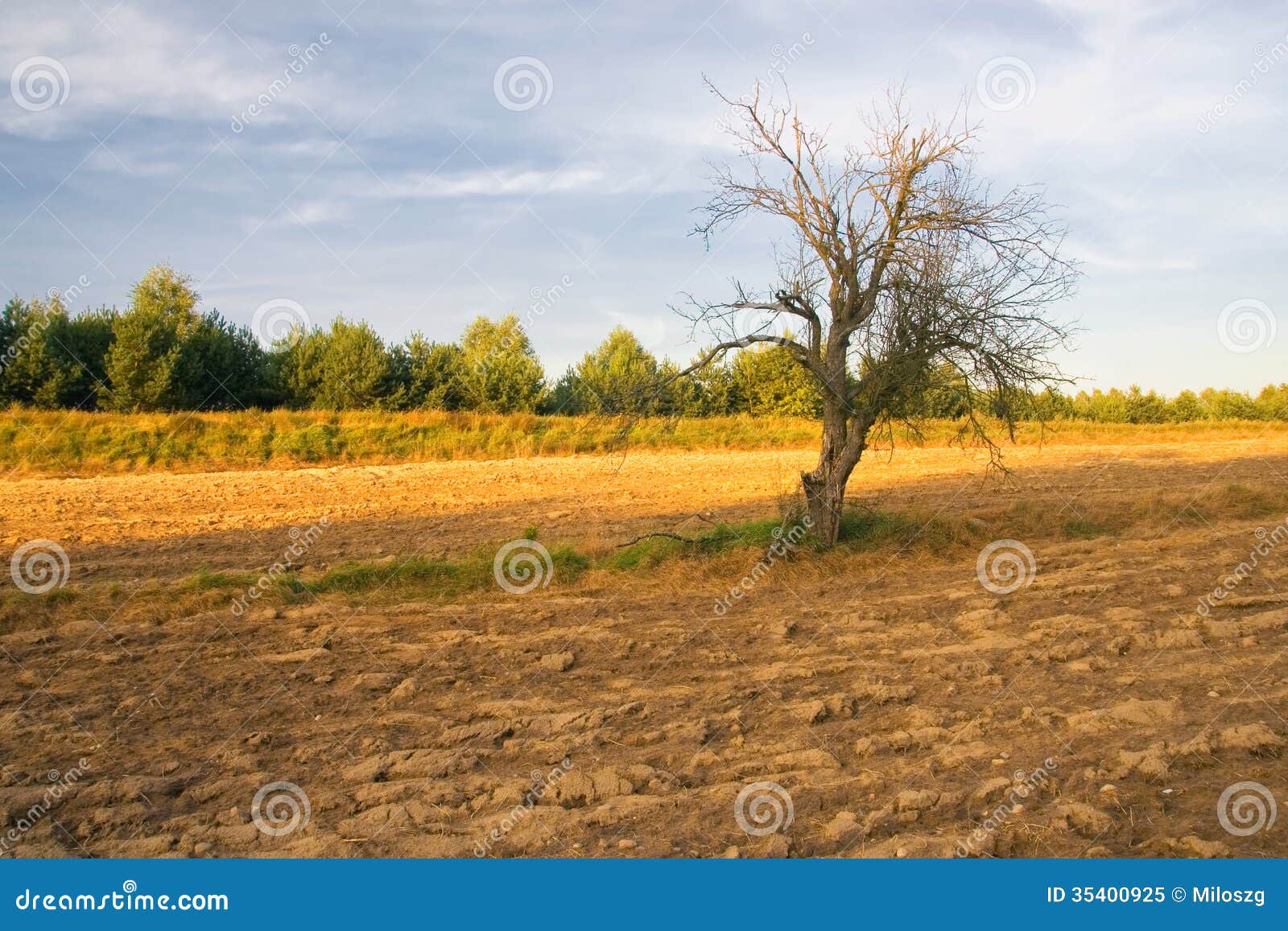 Plowed Field with Dead Tree Stock Image - Image of scene, sowing: 35400925