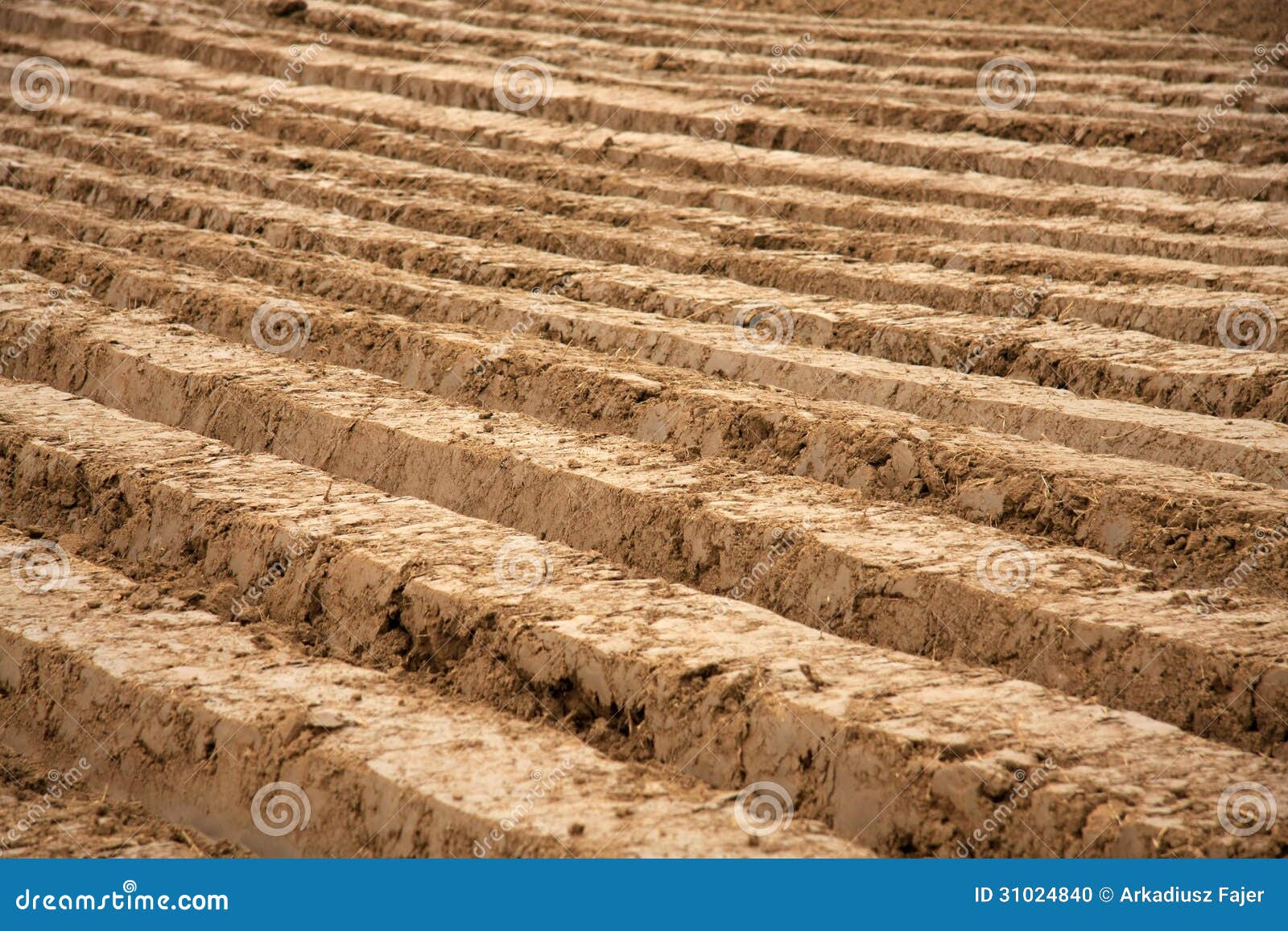 Plowed field stock photo. Image of nature, line, furrow - 31024840