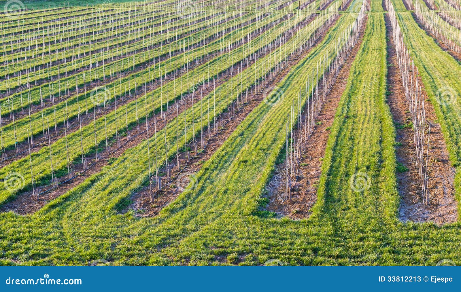 Plowed Field stock image. Image of order, amish, seeds - 33812213