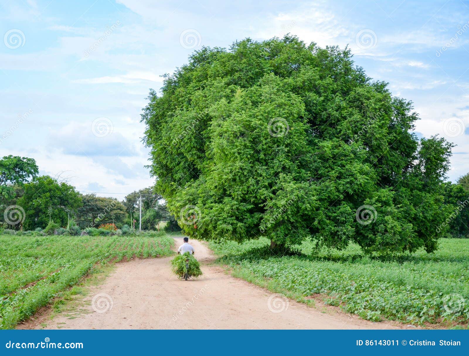 Plowed Field and Greenery, Agricultural Scenery Editorial Photo - Image ...