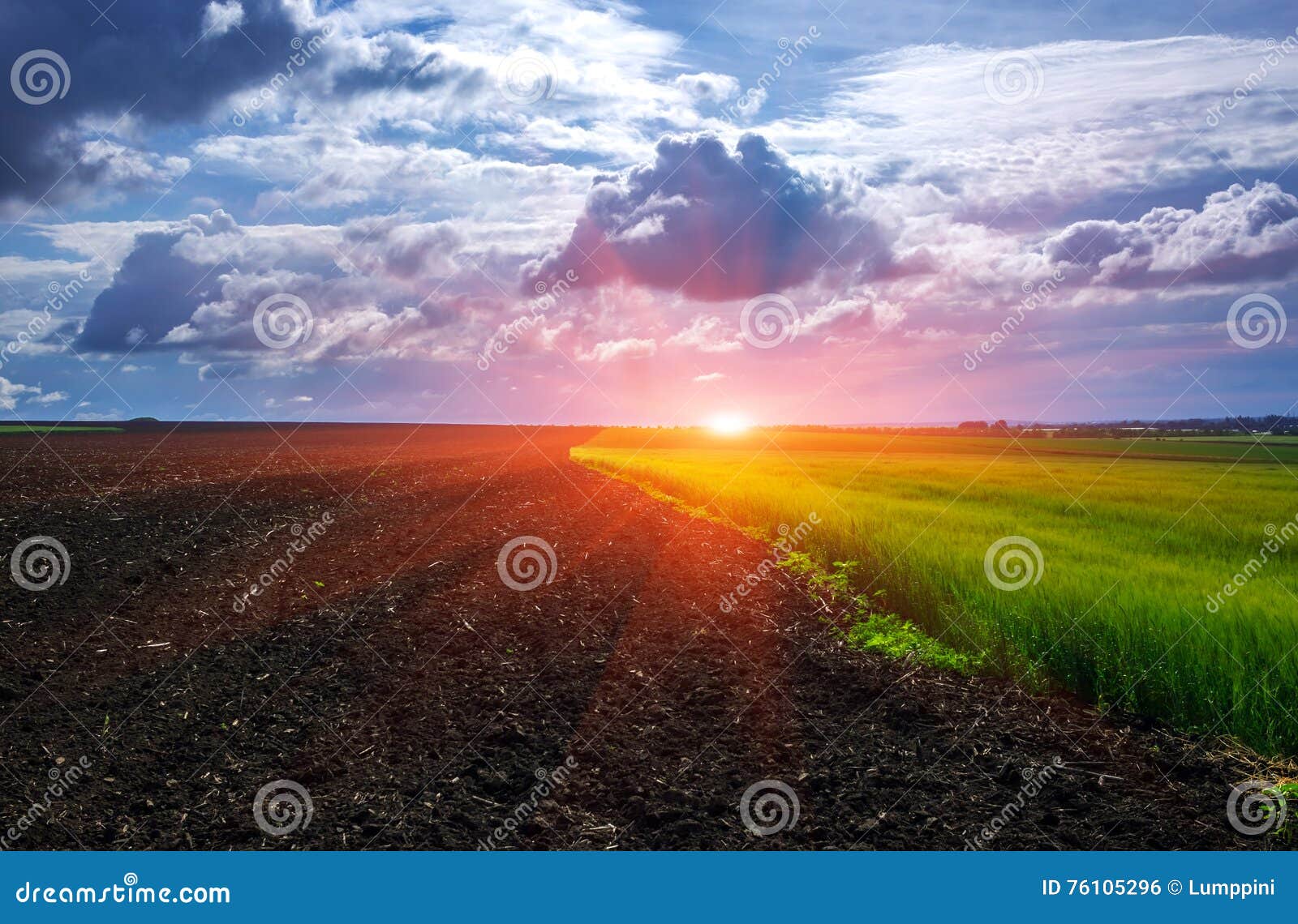 Plowed Field and Half Field Wheat at Sunset Stock Photo - Image of crop ...