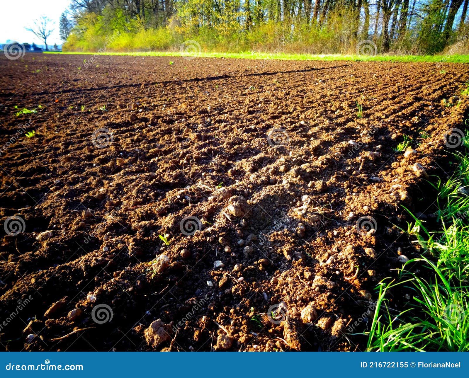 Plowed Field Next To the Forest Stock Image - Image of plantation ...