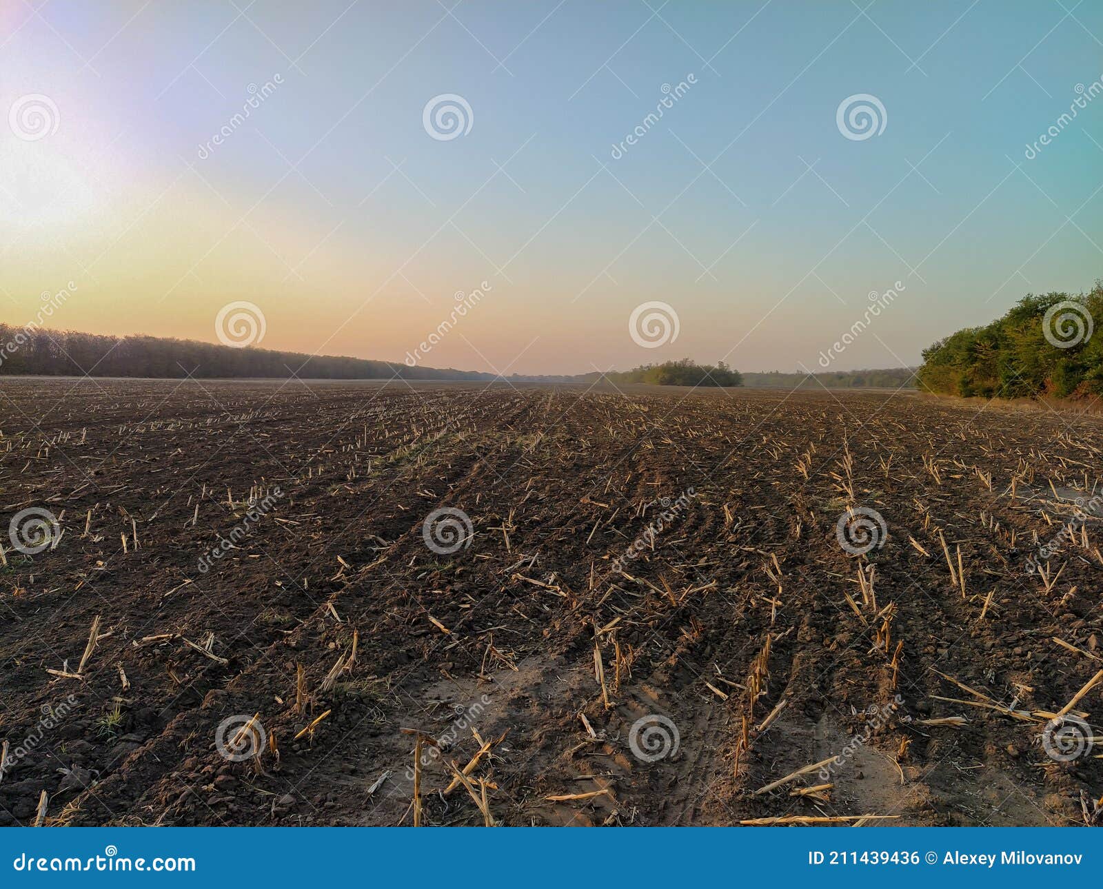 Plowed Field with Remnants of Corn Stock Photo - Image of beauty ...
