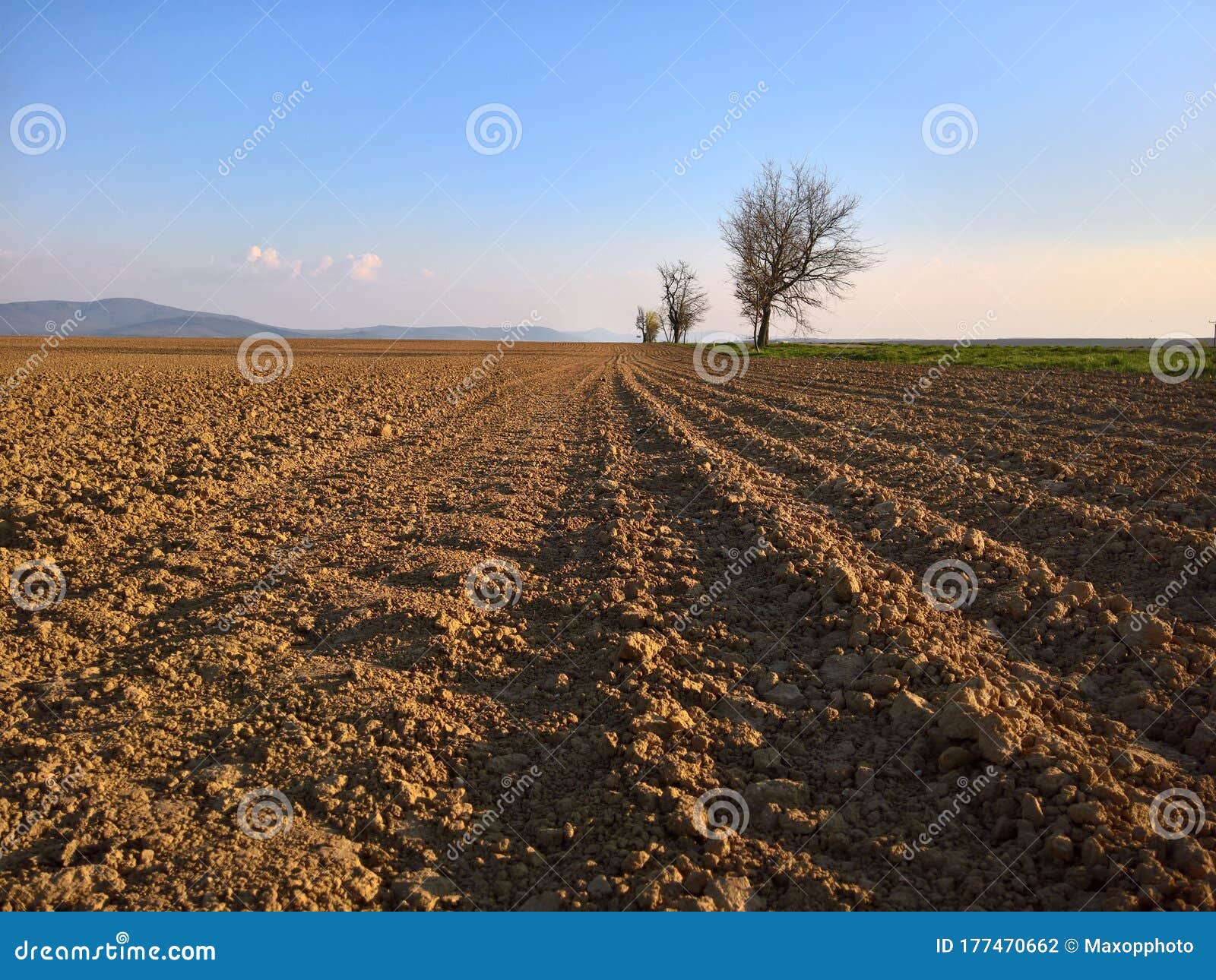 Plowed Field in the Field with a Tree and Sky Stock Photo - Image of ...