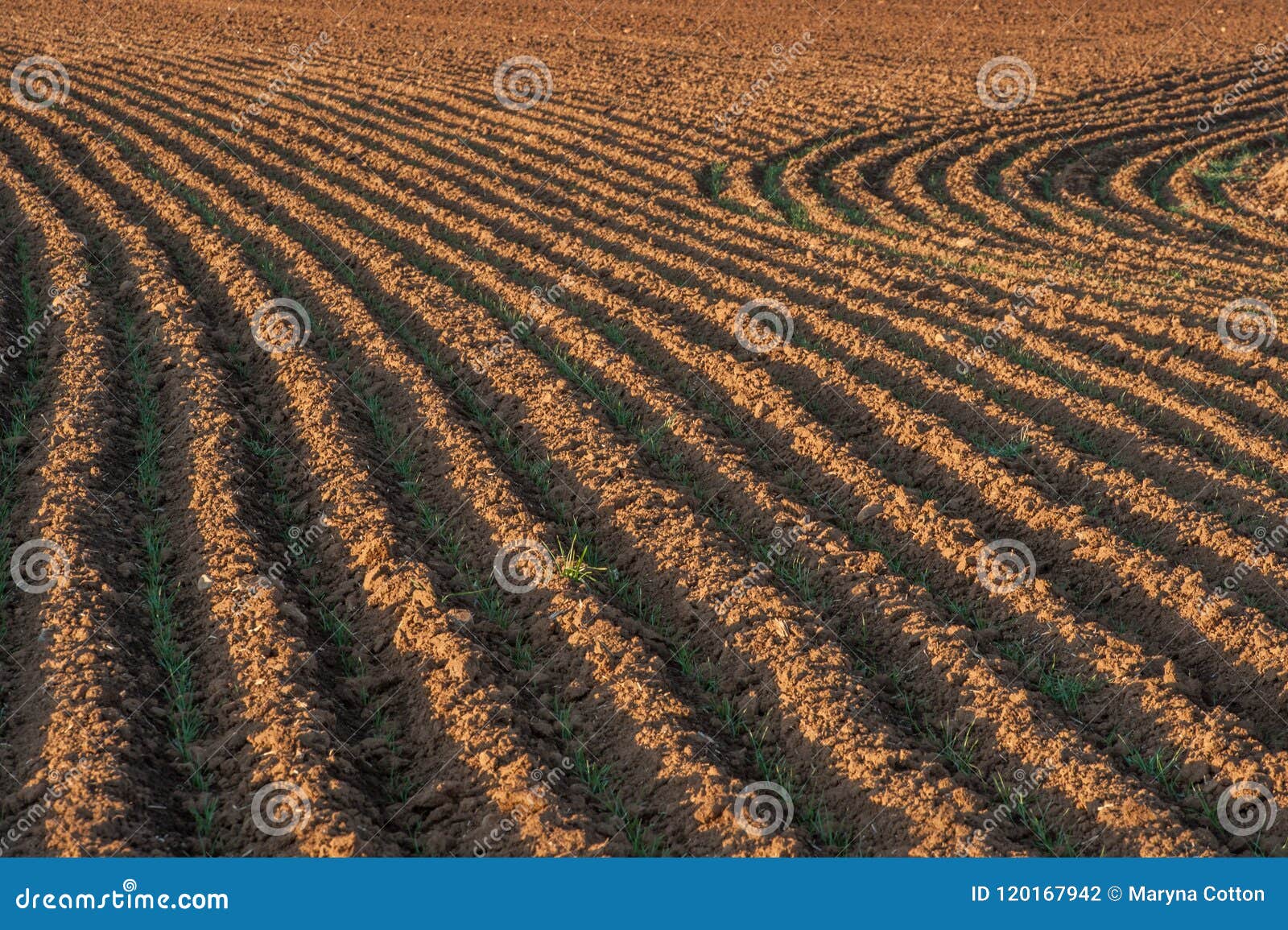 Plowed Fields with Furrow Patterns Stock Photo - Image of plowed ...