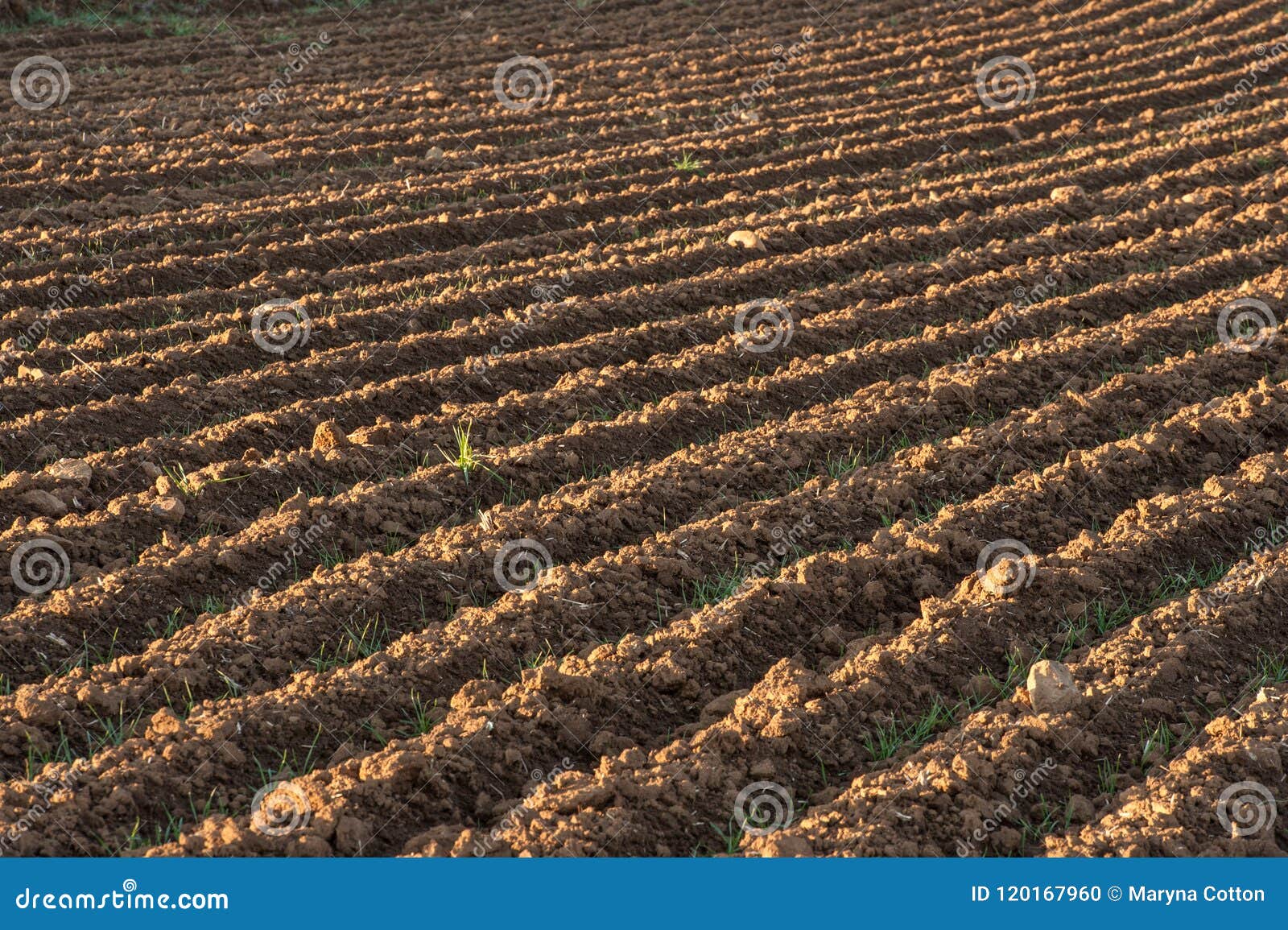 Plowed Fields Furrow Patterns and Textures Stock Photo - Image of ...