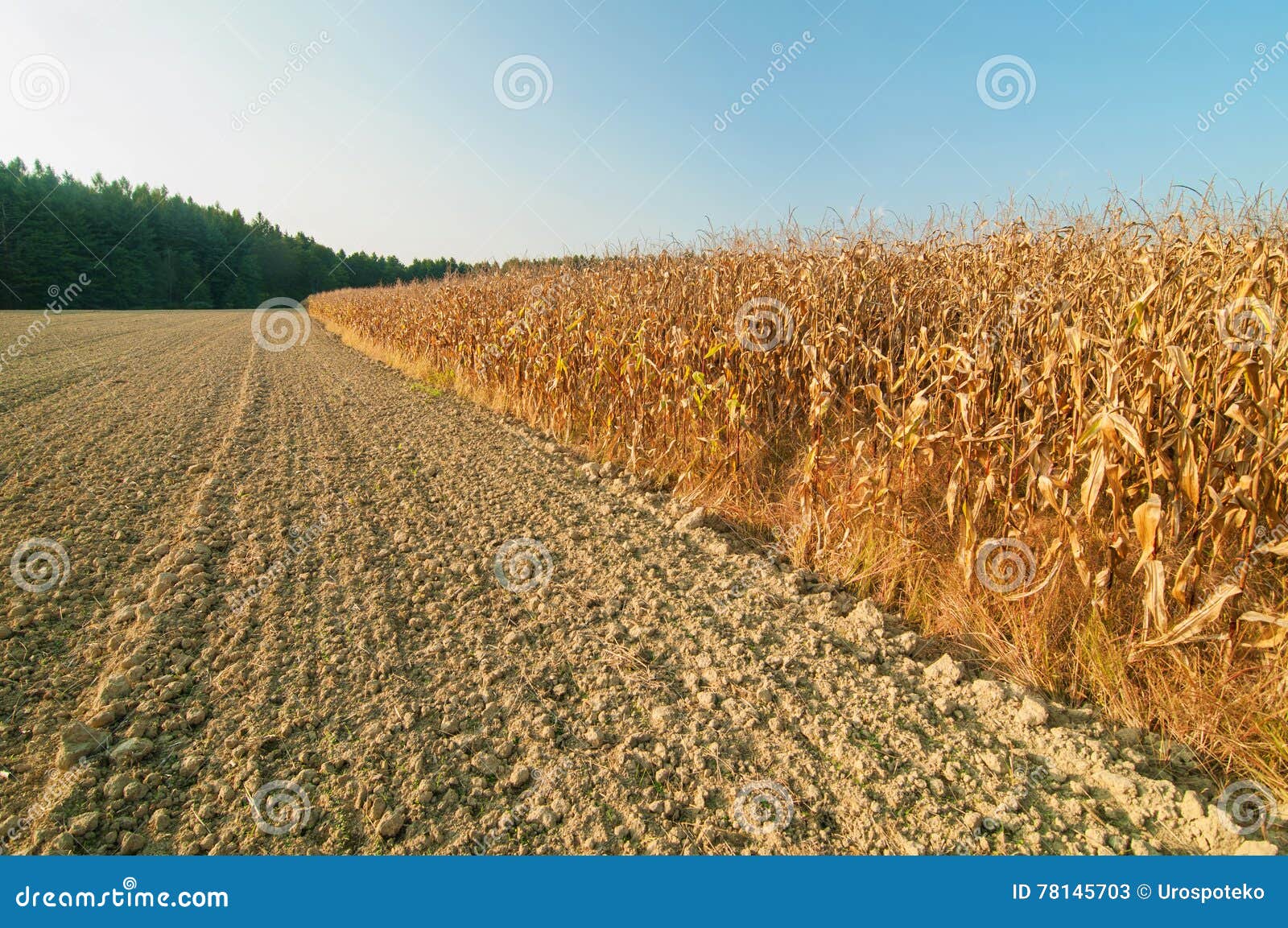 Plowed land and corn field stock image. Image of field - 78145703