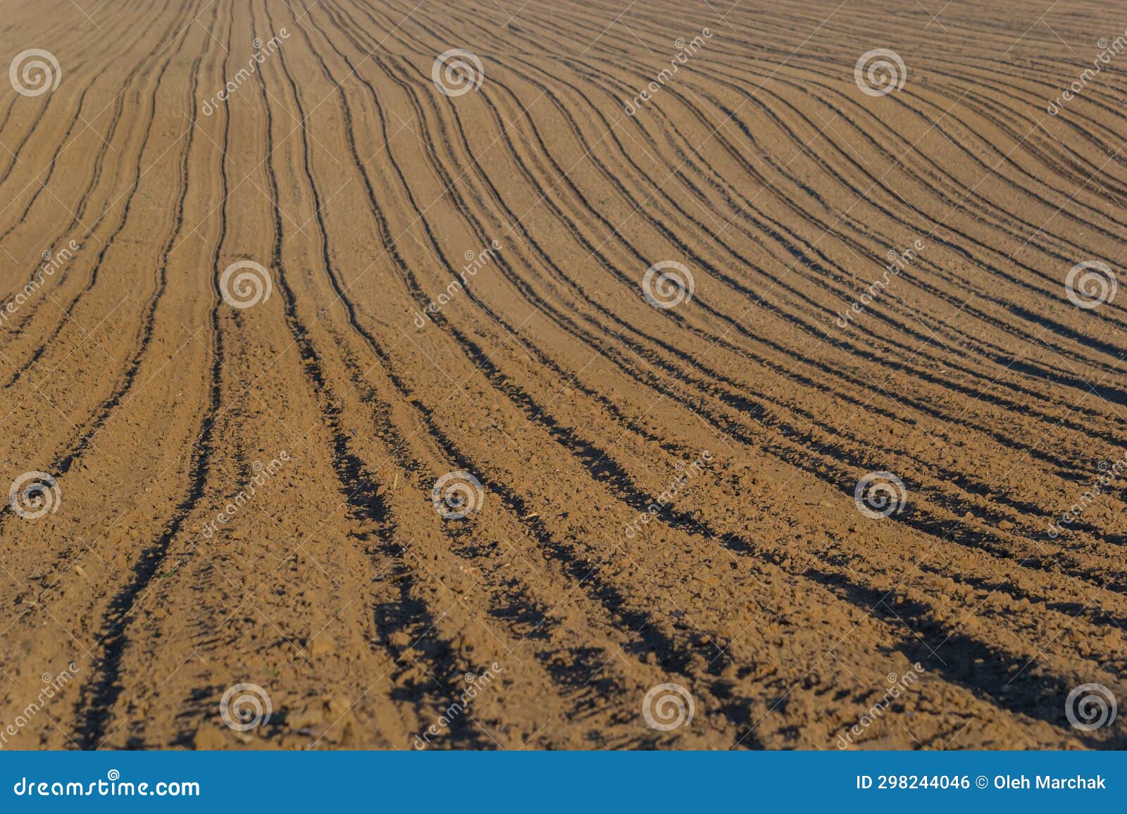 Plowed, Planted and Hilling Rows Black-earth Field. Ground Texture ...