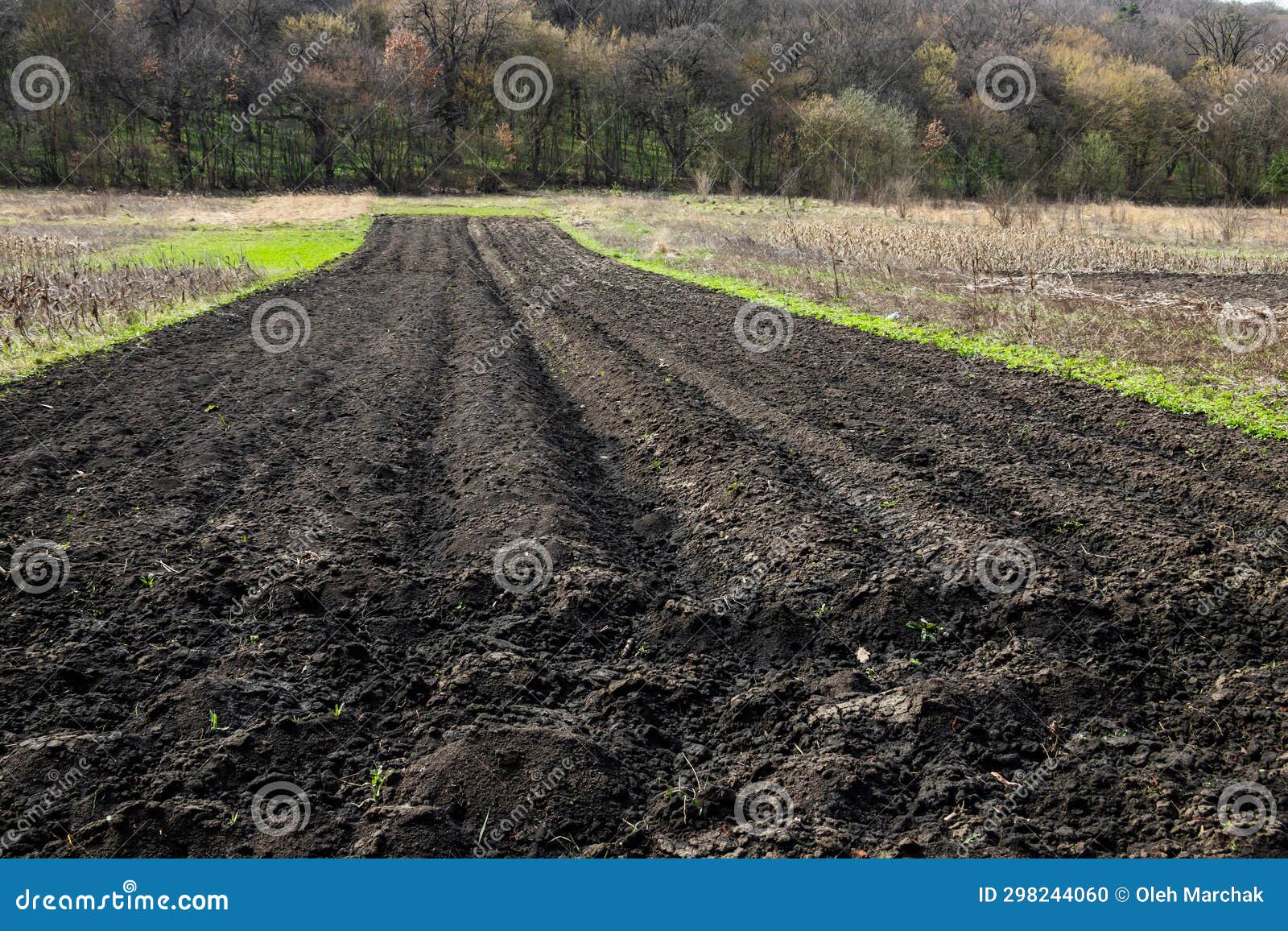 Plowed, Planted and Hilling Rows Black-earth Field. Ground Texture ...