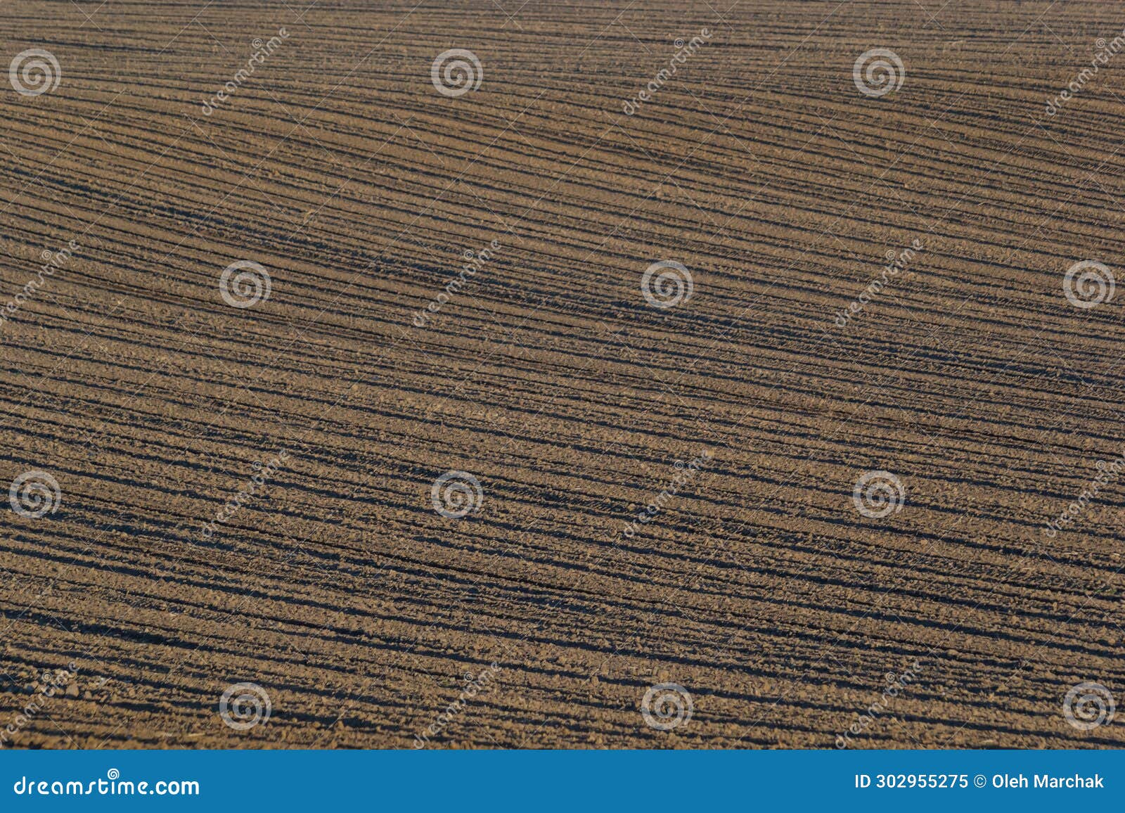 Plowed, Planted and Hilling Rows Black-earth Field. Ground Texture ...