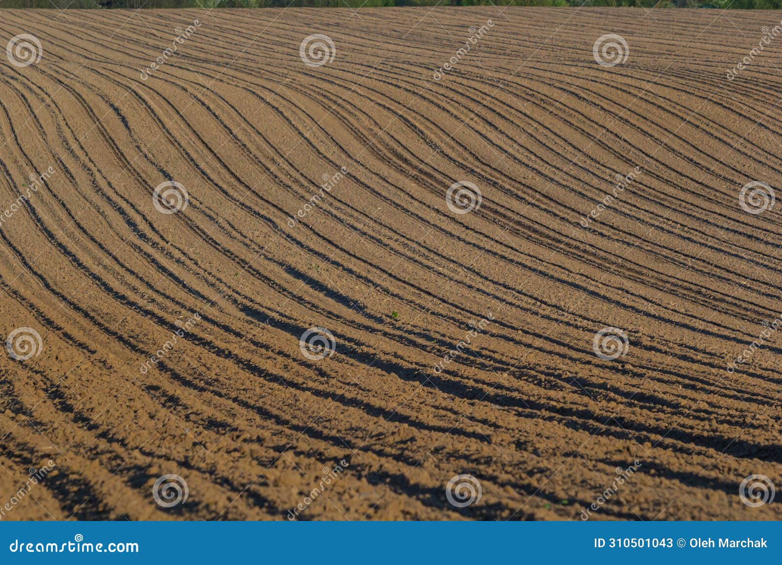 Plowed, Planted and Hilling Rows Black-earth Field. Ground Texture ...