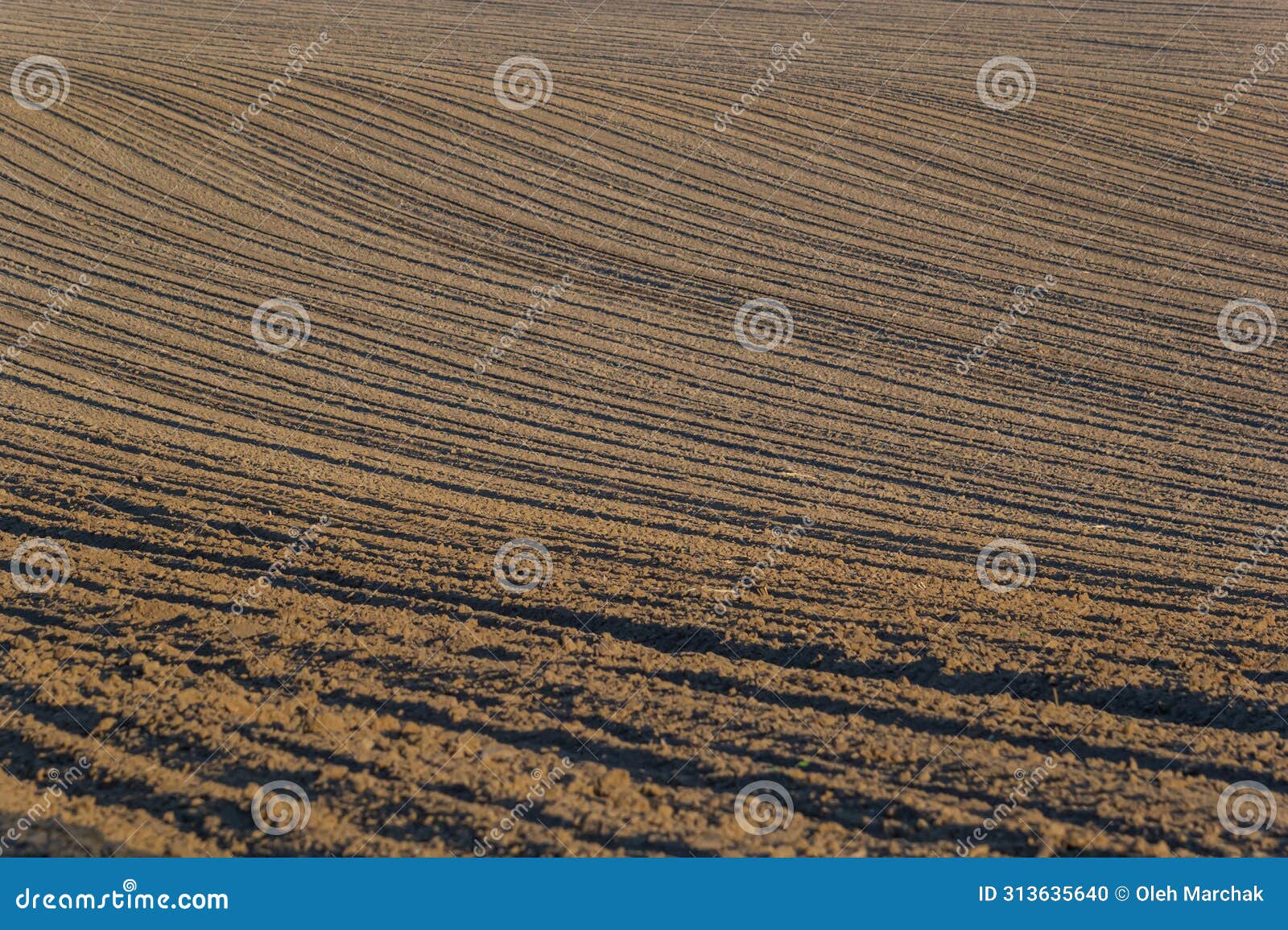 Plowed, Planted and Hilling Rows Black-earth Field. Ground Texture ...