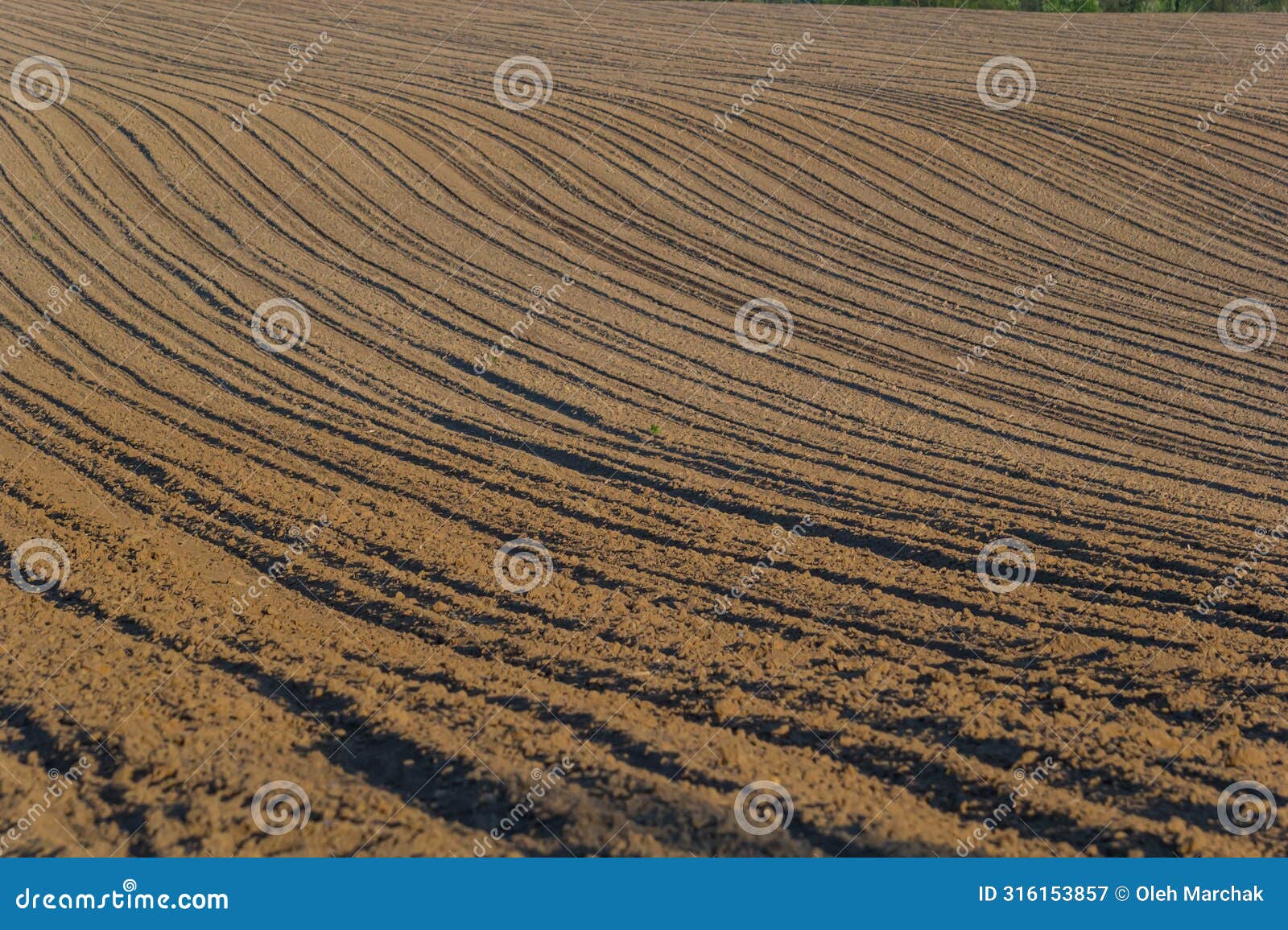 Plowed, Planted and Hilling Rows Black-earth Field. Ground Texture ...