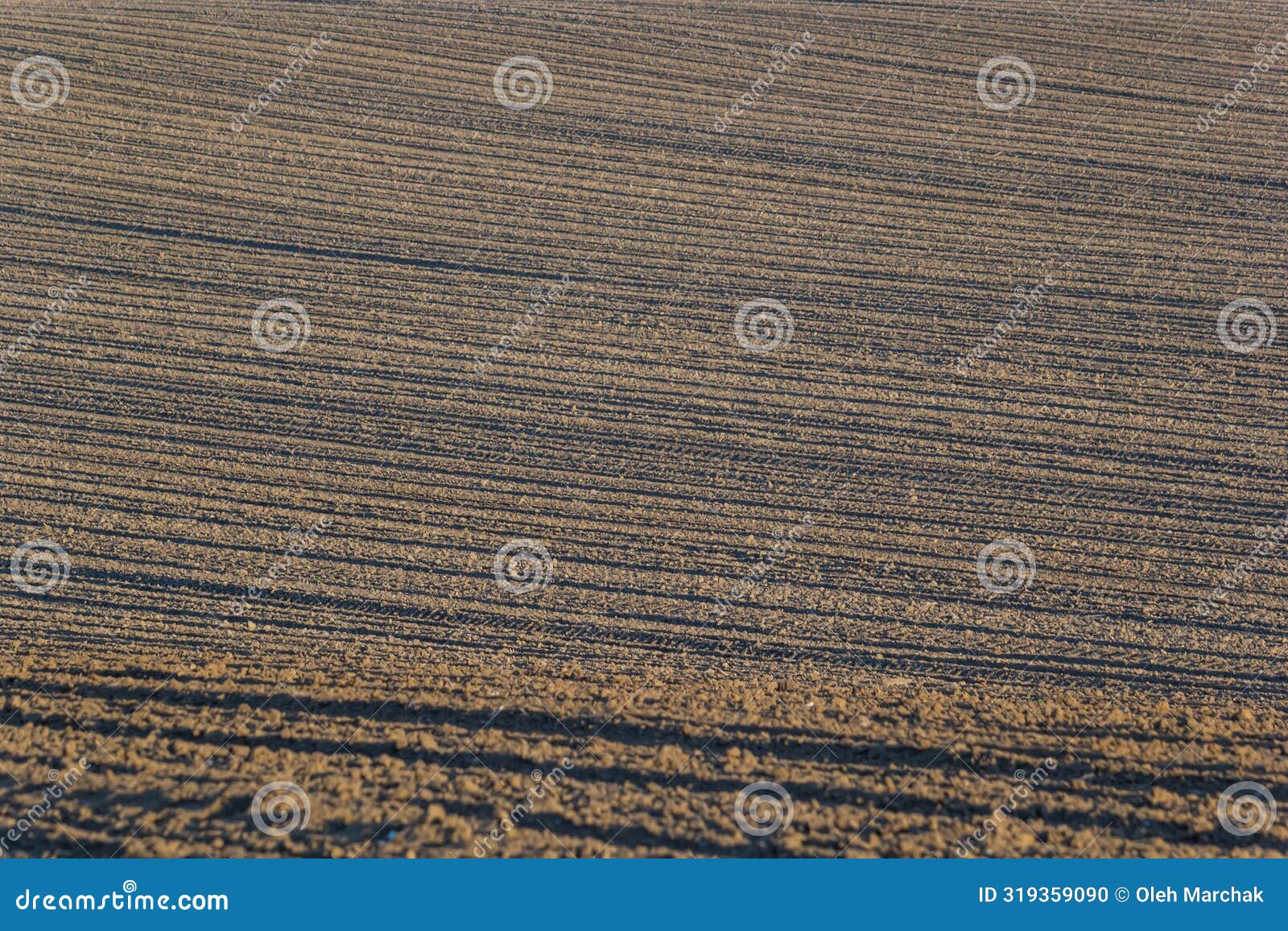 Plowed, Planted And Hilling Rows Black-earth Field. Ground Texture ...