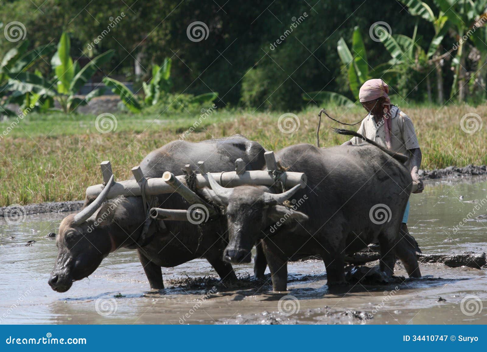 Plowing with buffalo editorial photography. Image of farmer - 34410747