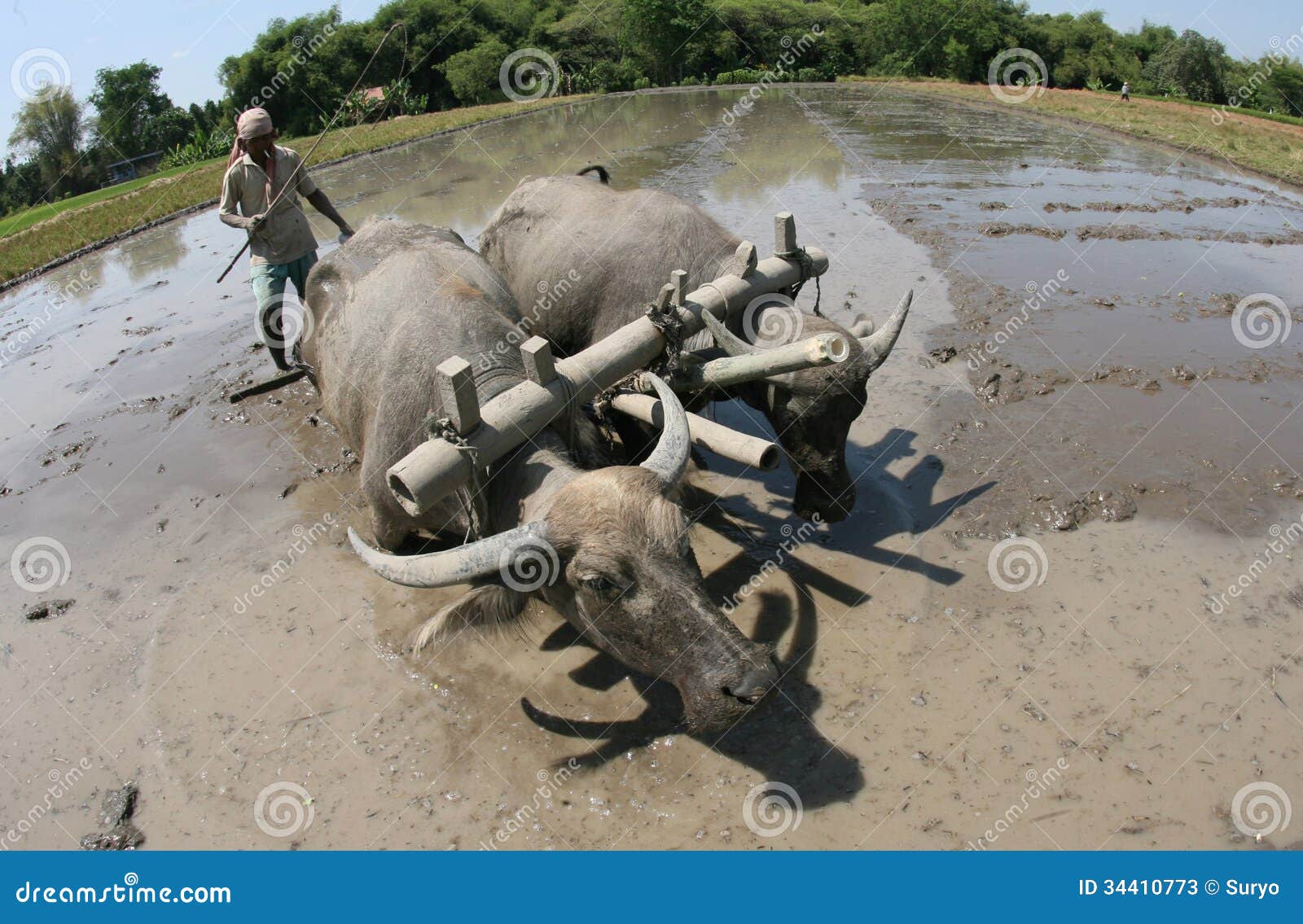 Plowing with buffalo editorial stock photo. Image of horn - 34410773