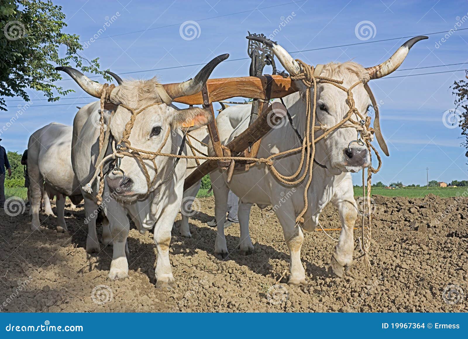 Plowing with bullocks stock photo. Image of farm, bullocks - 19967364