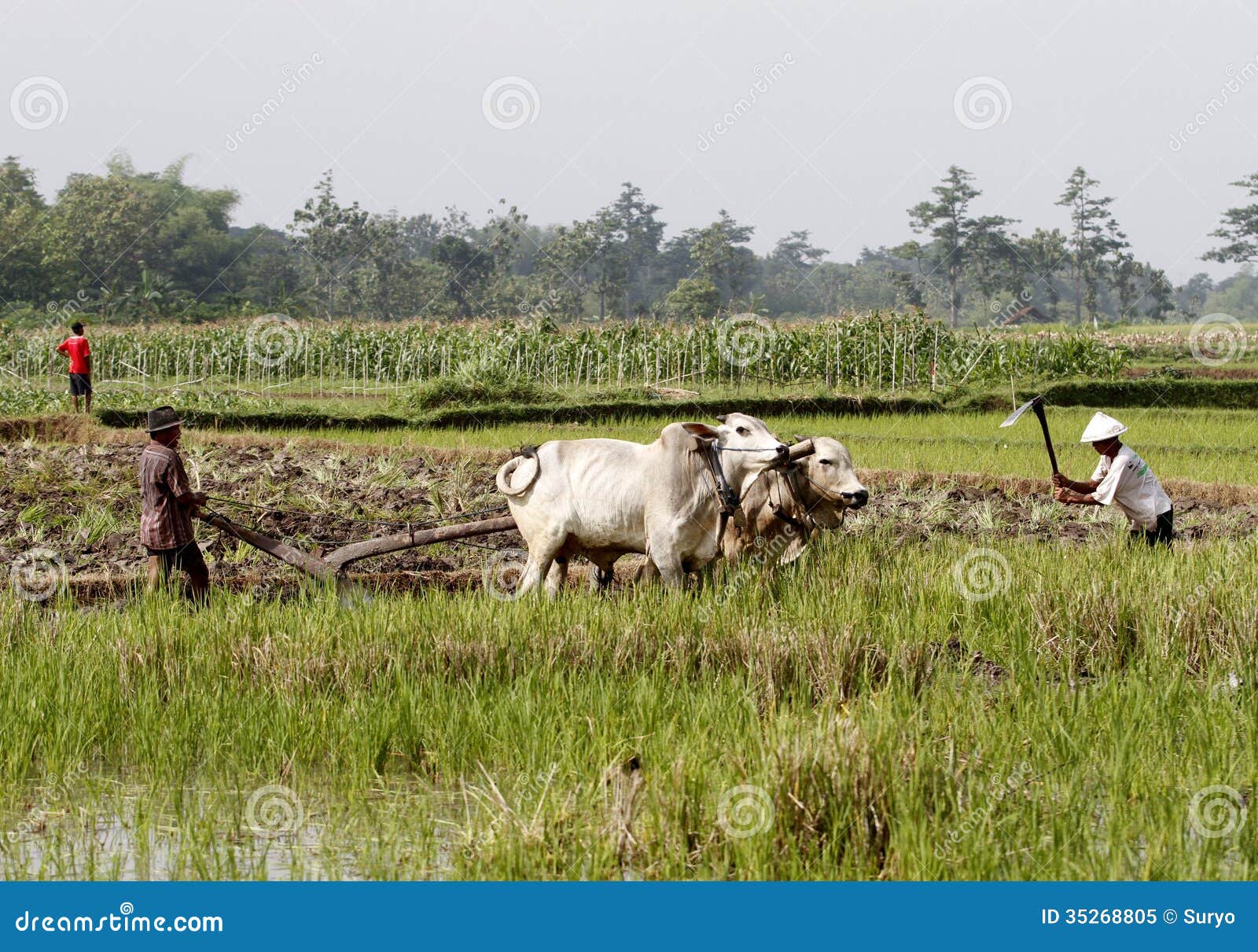 Plowing with cattle editorial image. Image of rice, solo - 35268805