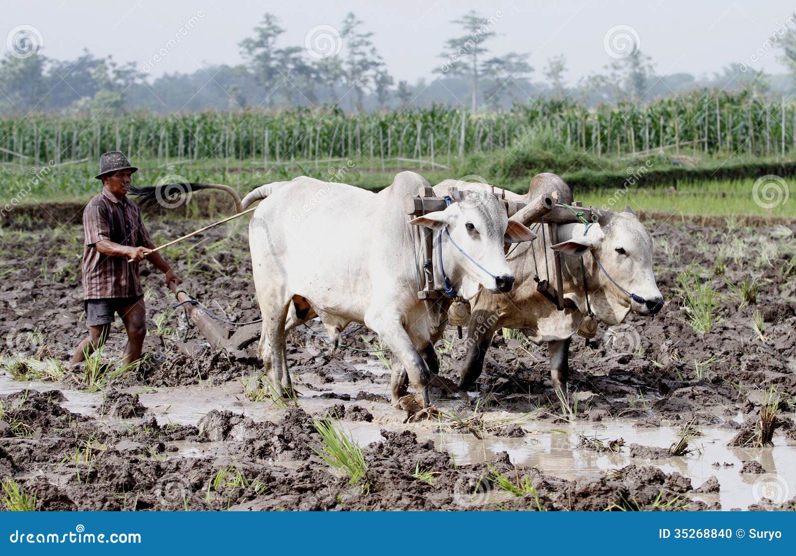 Plowing with cattle editorial image. Image of farm, cattle - 35268840