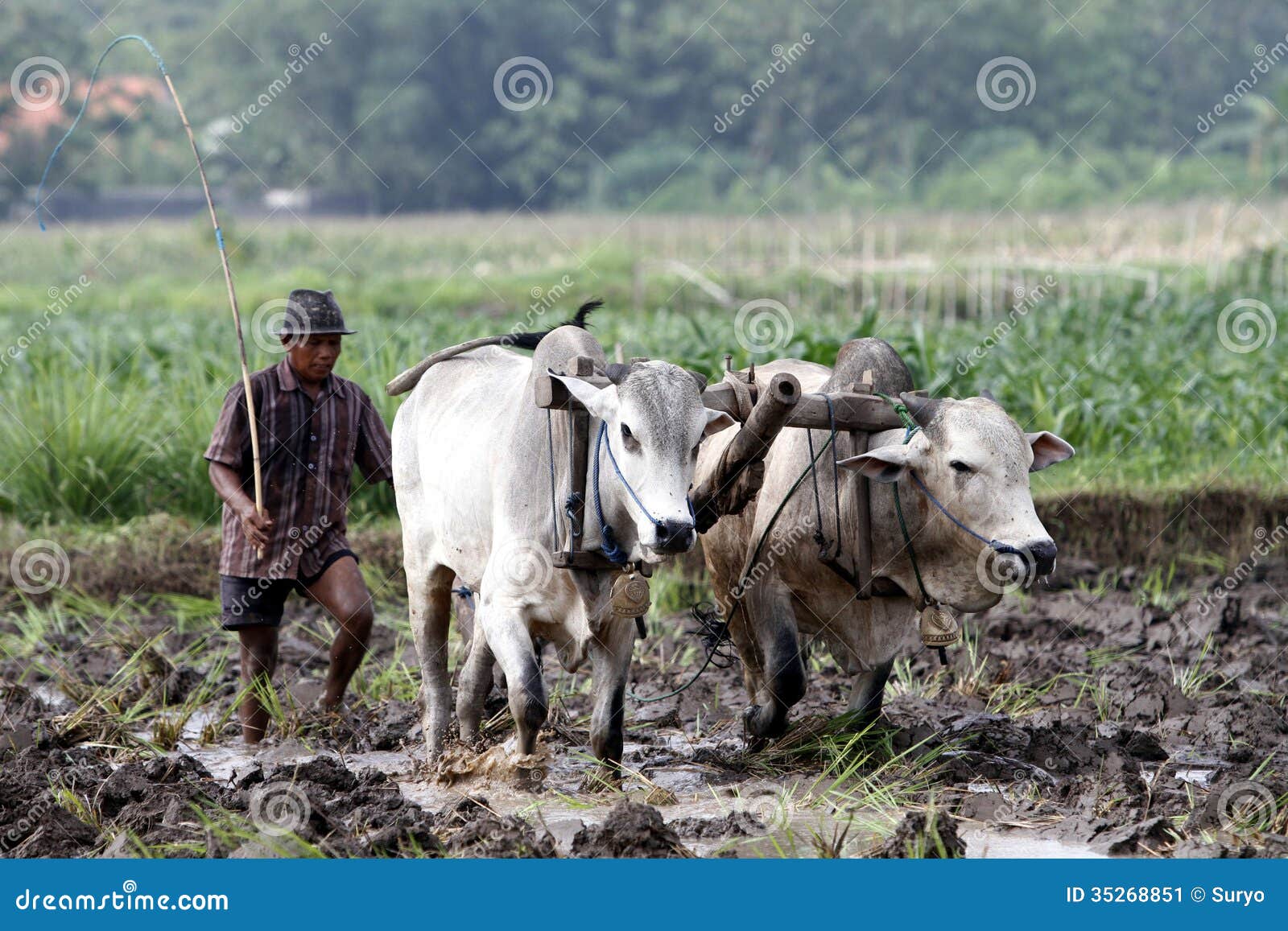 Plowing with cattle editorial photo. Image of grass, central - 35268851