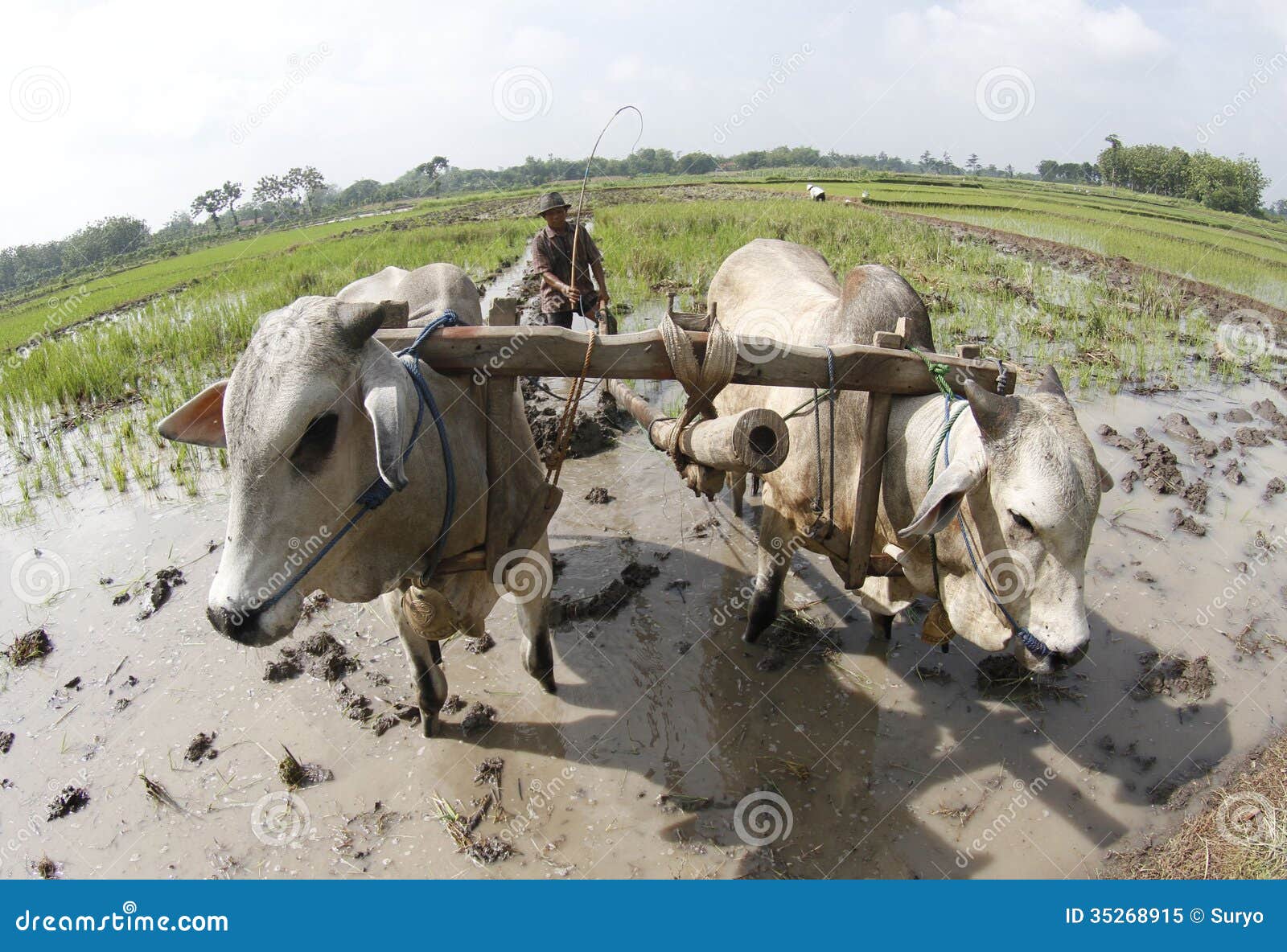 Plowing with cattle editorial image. Image of solo, farmer - 35268915