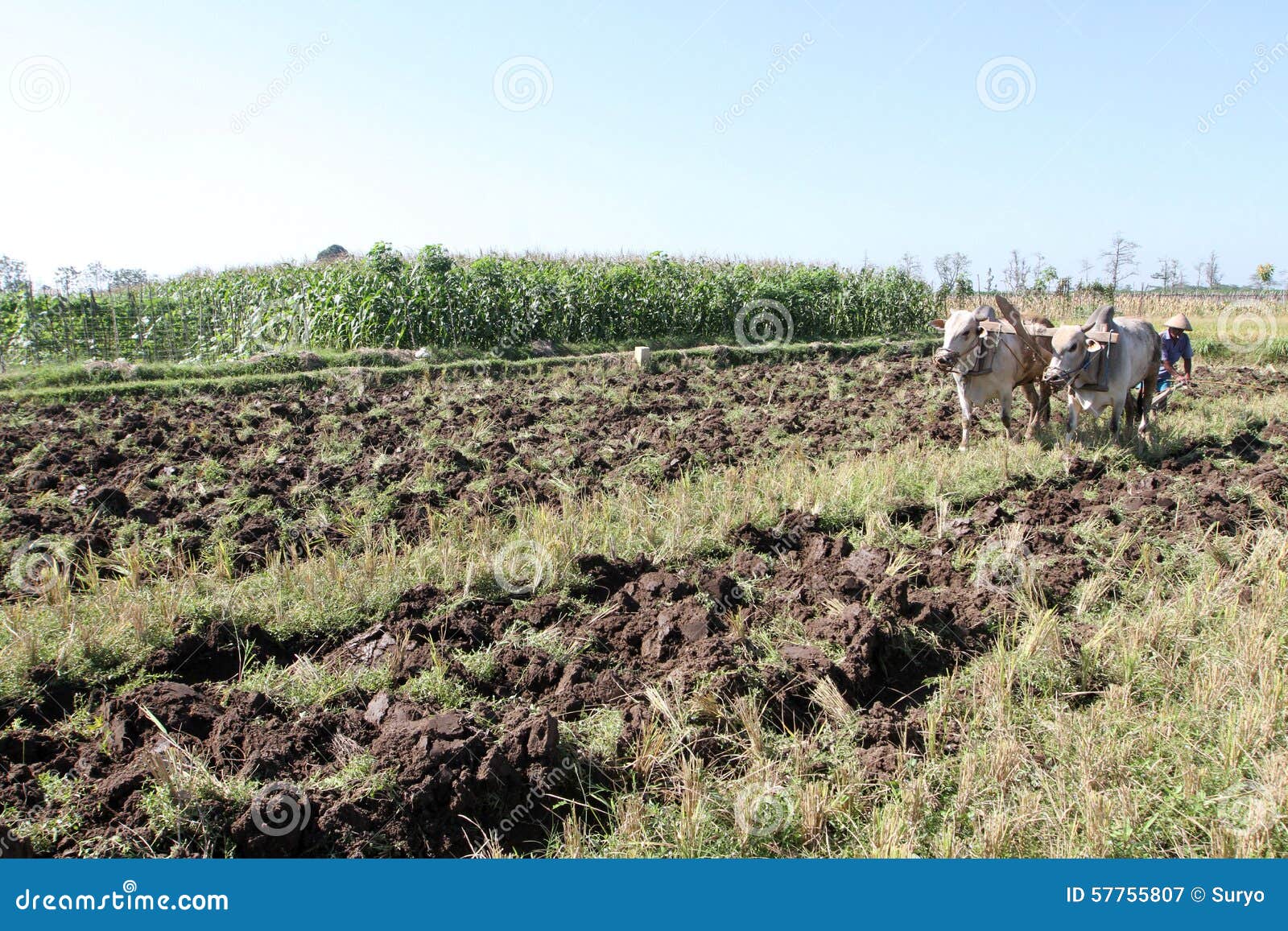 Plowing field editorial photography. Image of indonesia - 57755807