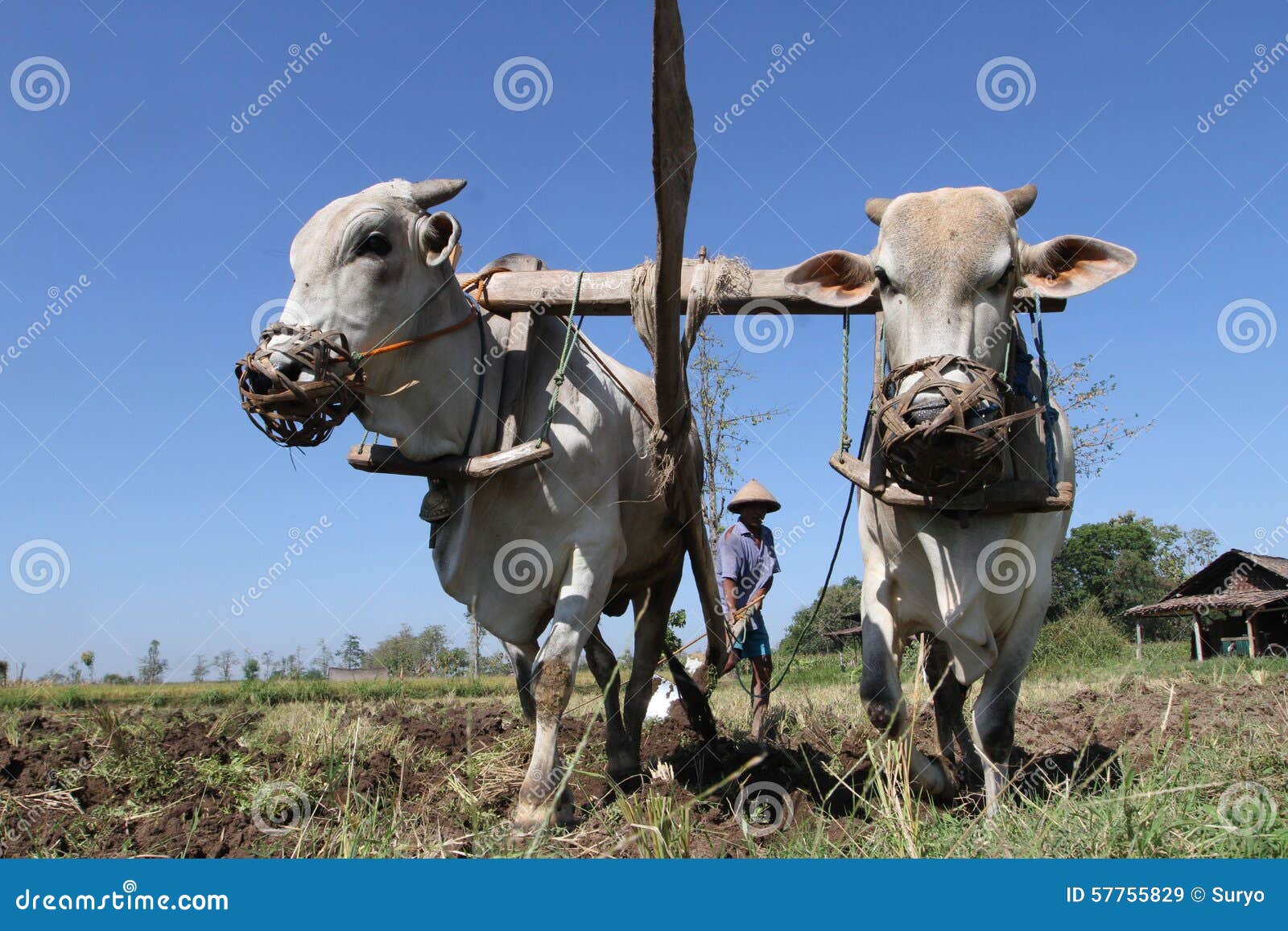 Plowing field editorial stock image. Image of village - 57755829