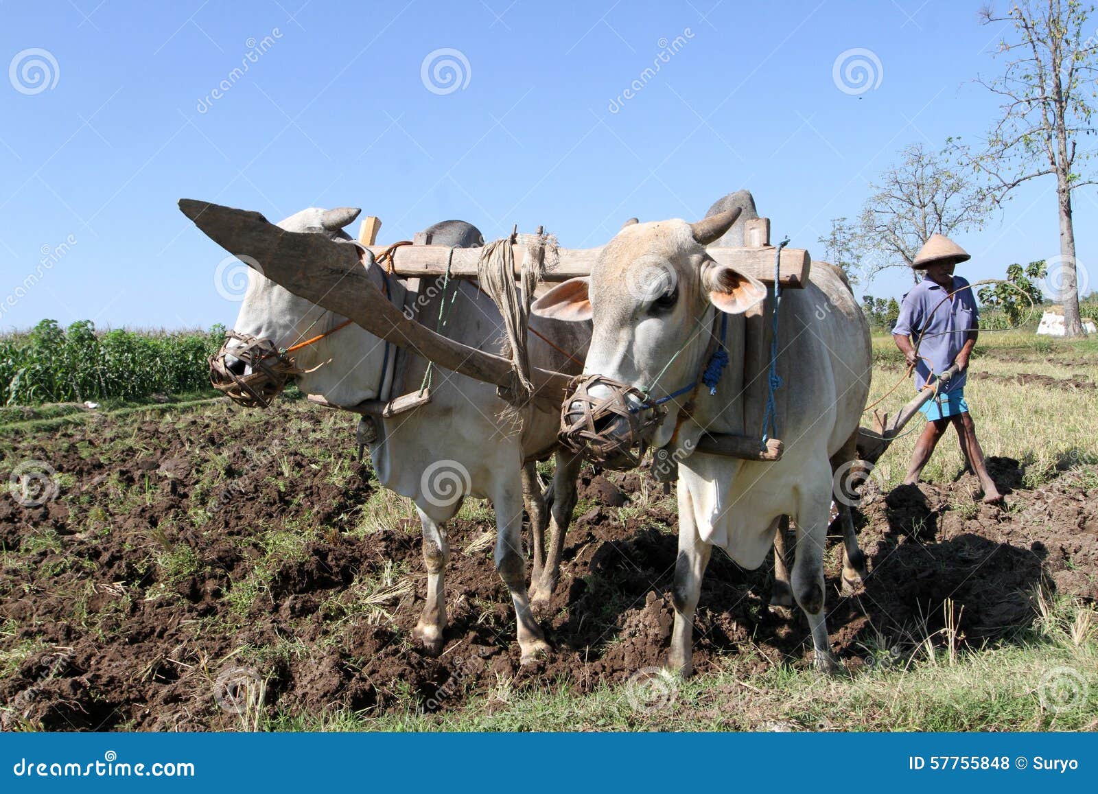 Plowing field editorial stock photo. Image of horn, village - 57755848