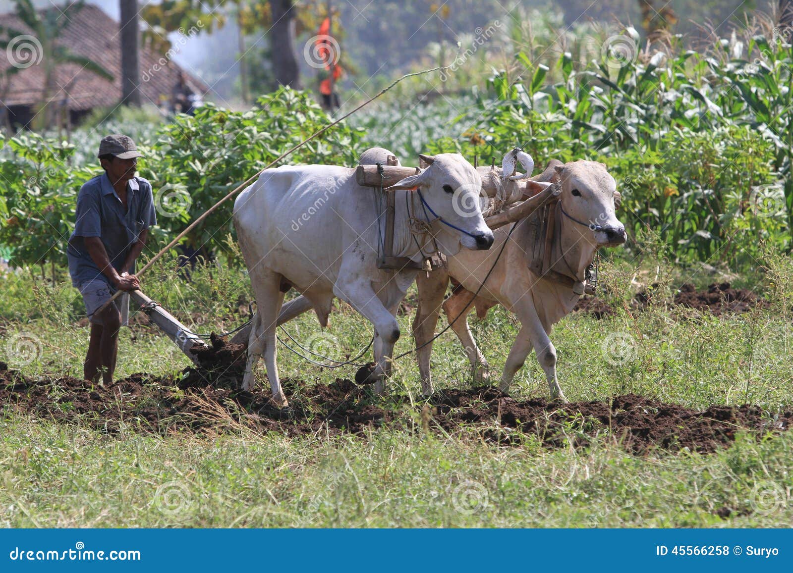 Plowing field editorial stock photo. Image of java, animal - 45566258