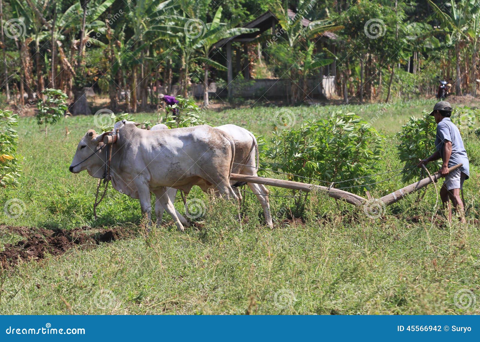 Plowing field editorial photography. Image of central - 45566942