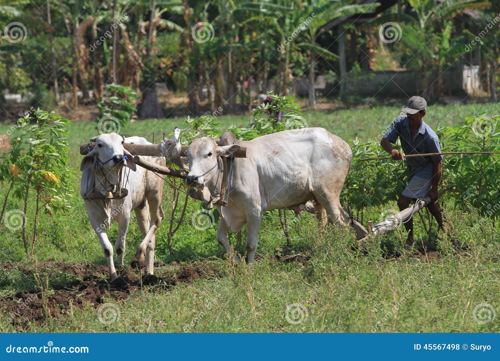 Plowing field editorial stock photo. Image of indonesia - 45567498