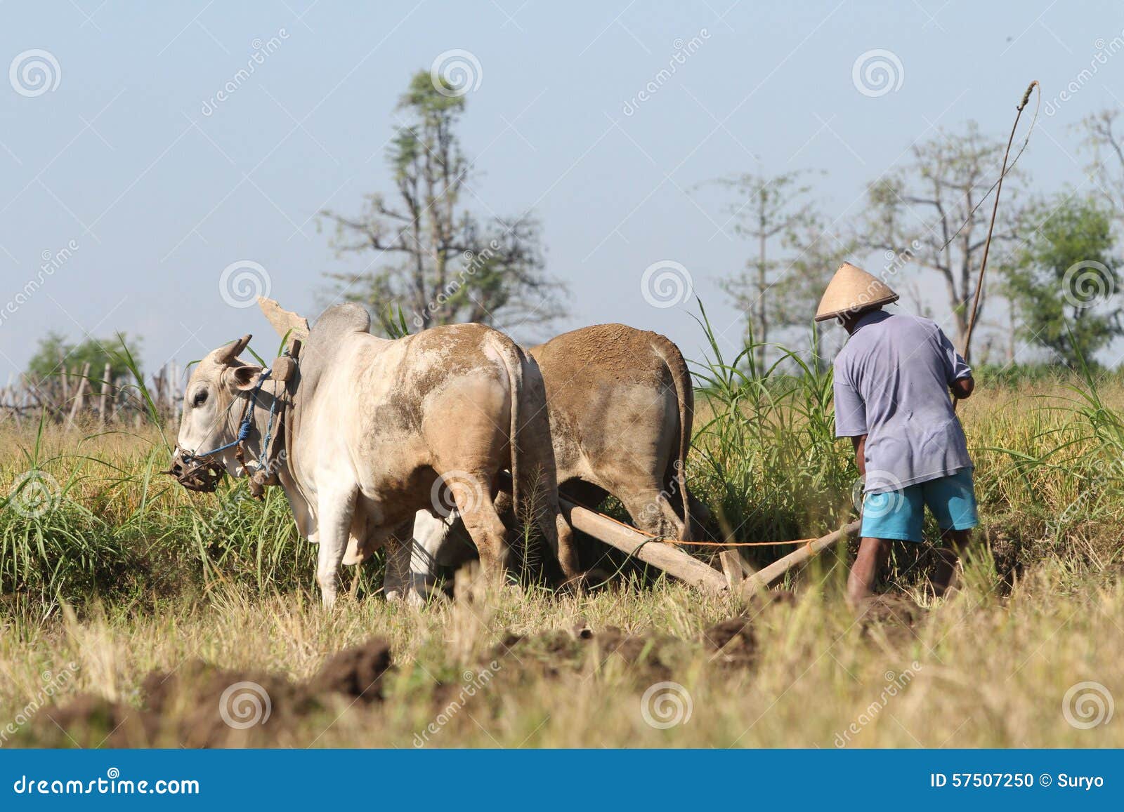 Plowing field editorial image. Image of prairie, plowing - 57507250