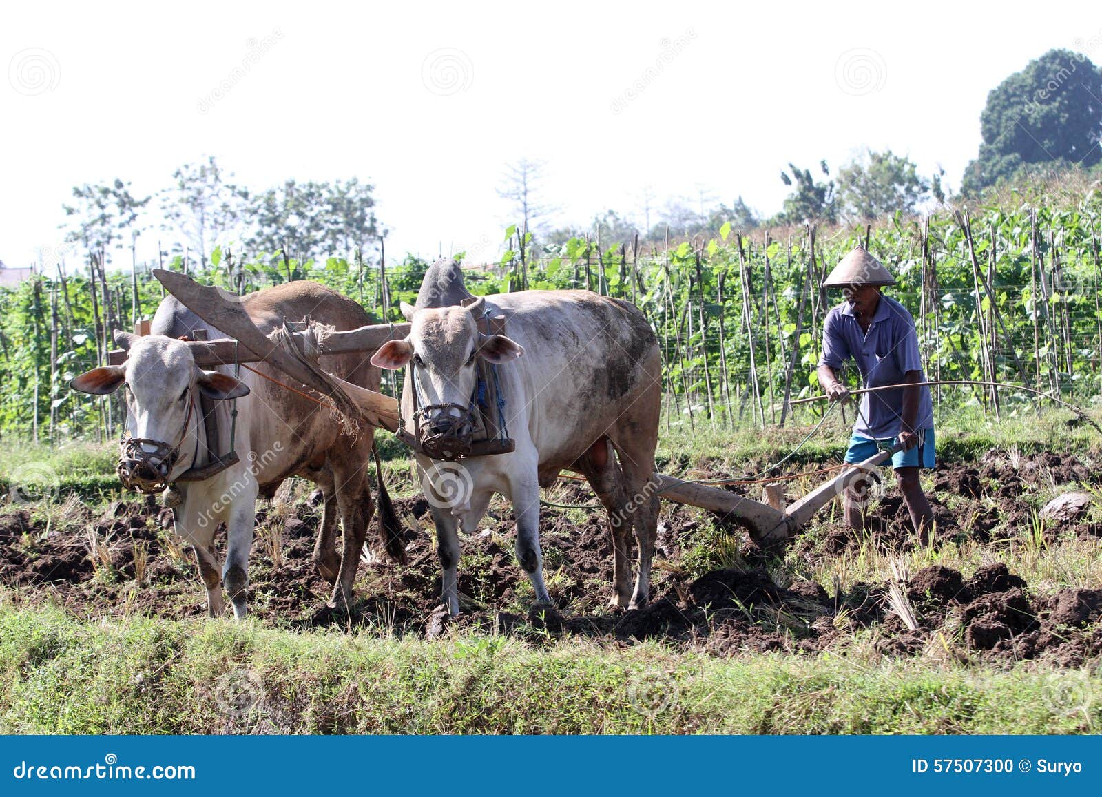 Plowing field editorial image. Image of cattle, crop - 57507300