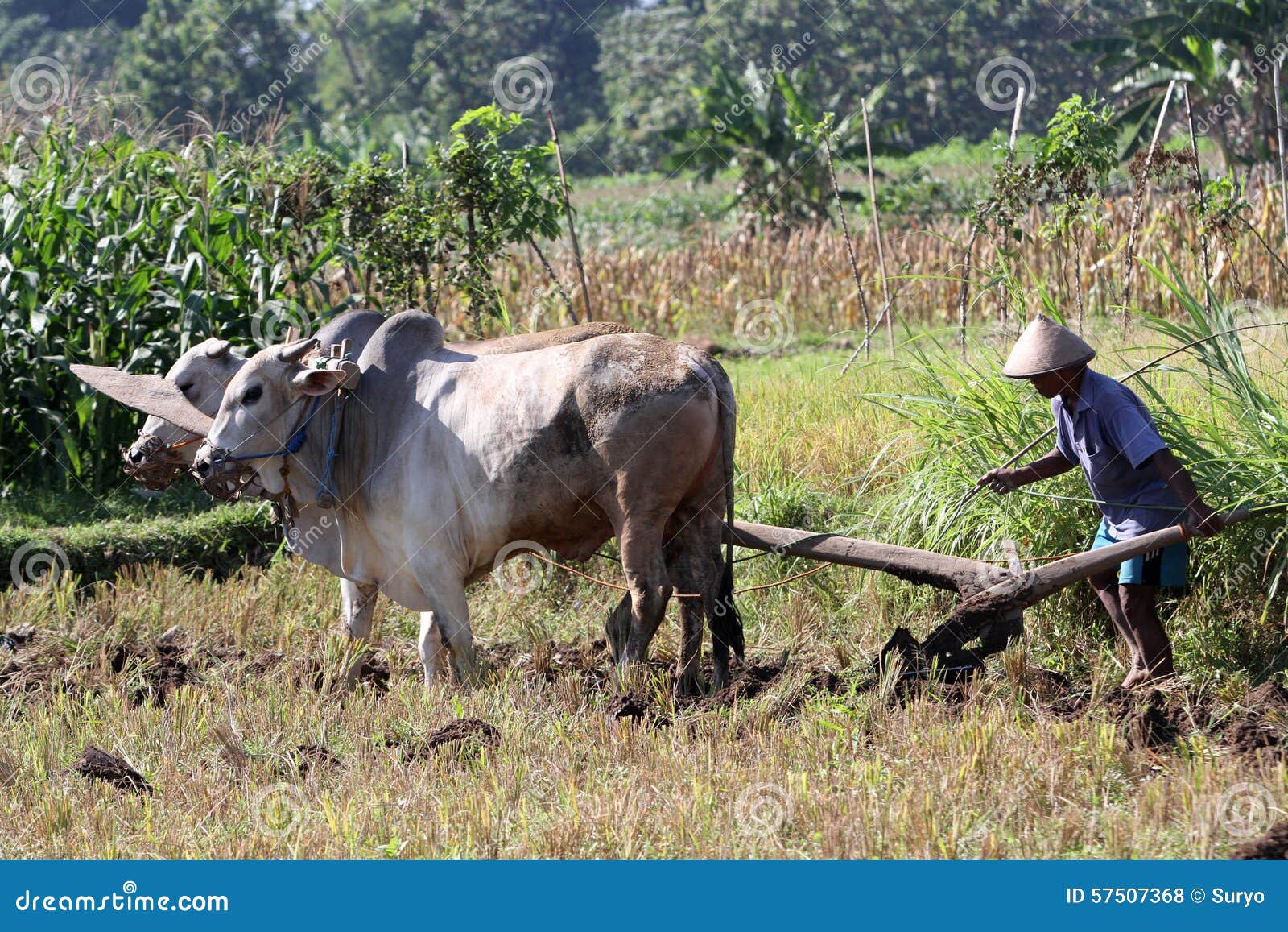 Plowing field editorial stock photo. Image of tree, boyolali - 57507368
