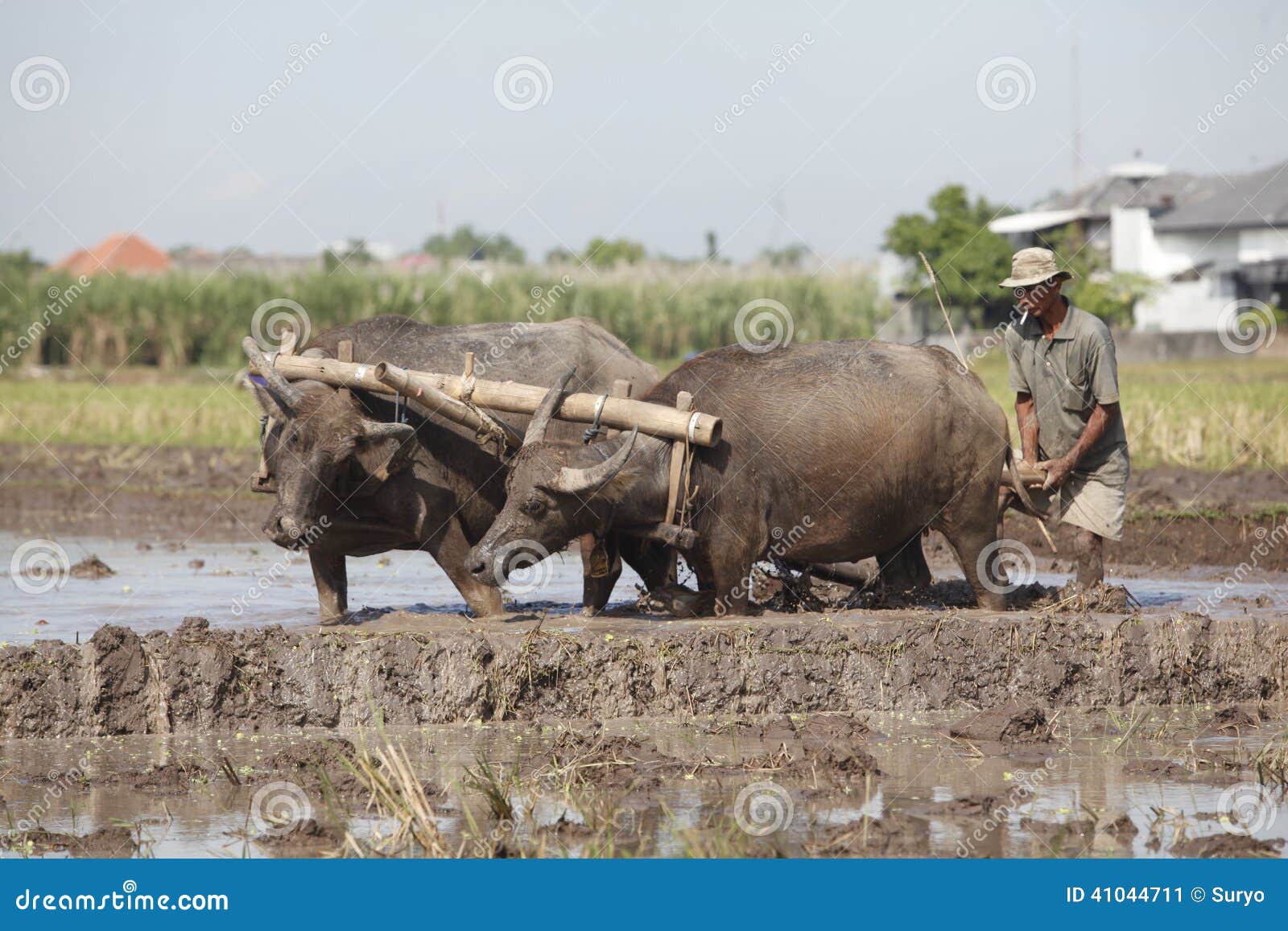 Plowing field editorial photo. Image of buffalo, solo - 41044711