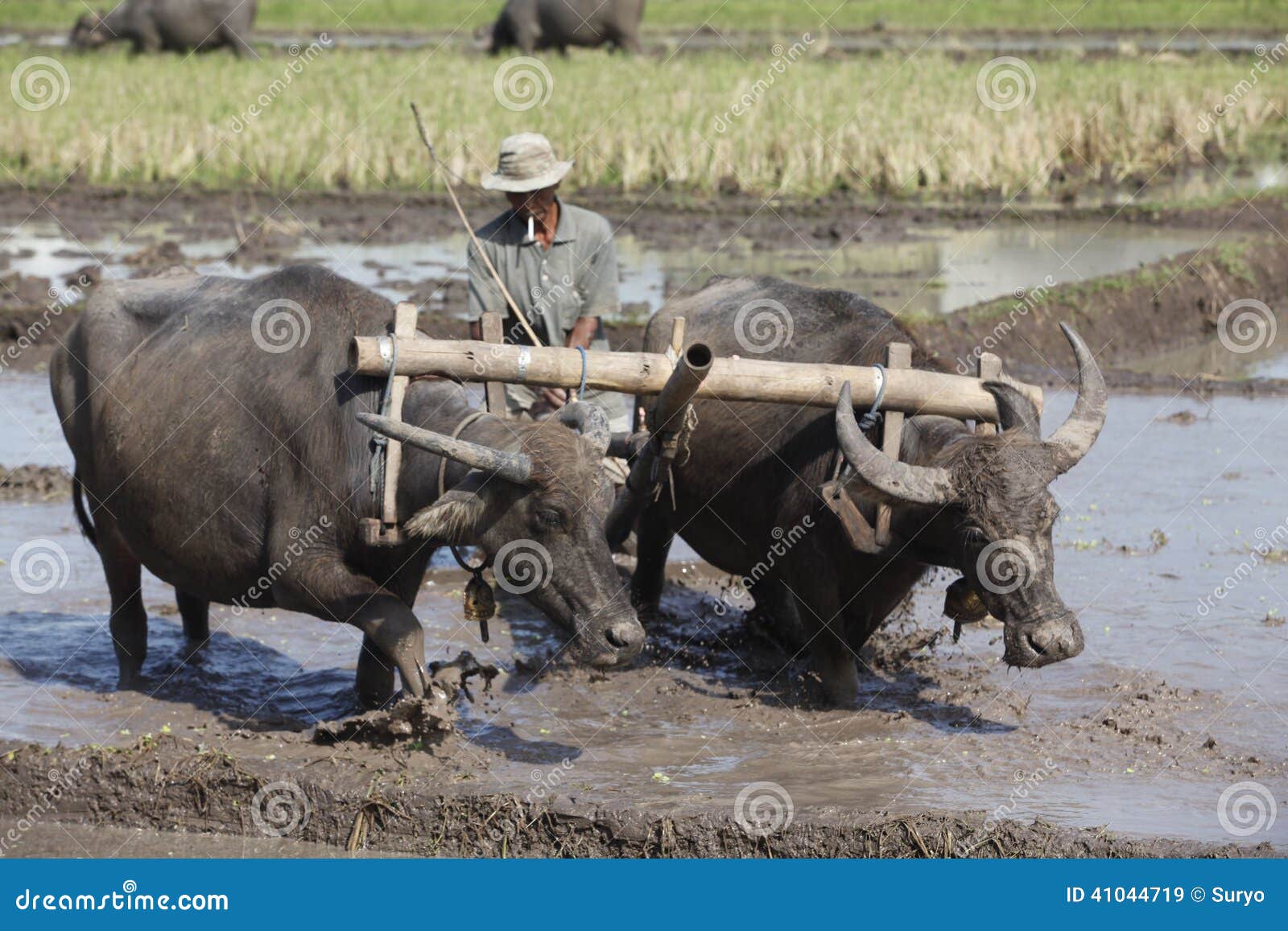 Plowing field editorial stock image. Image of water, buffalo - 41044719